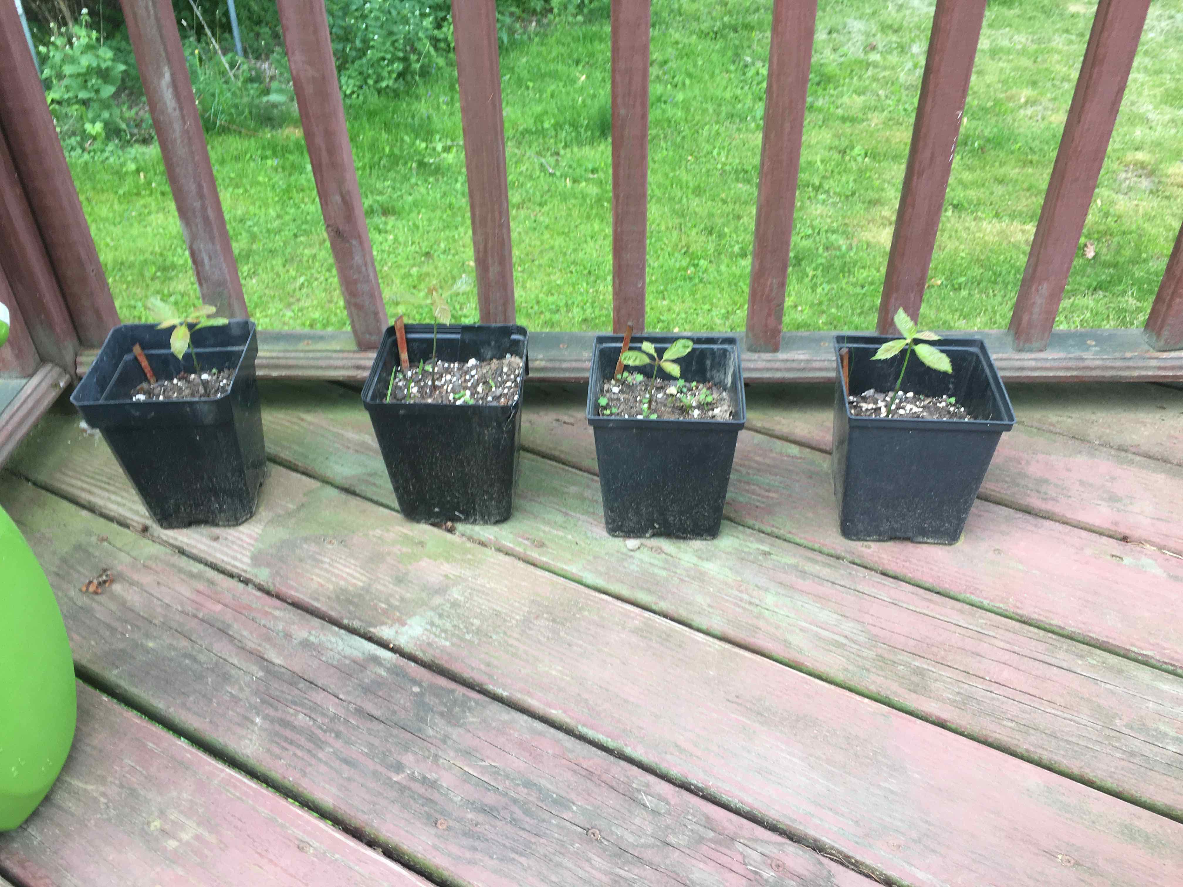 Propagating Northern Red Oak: Step-by-Step Guide