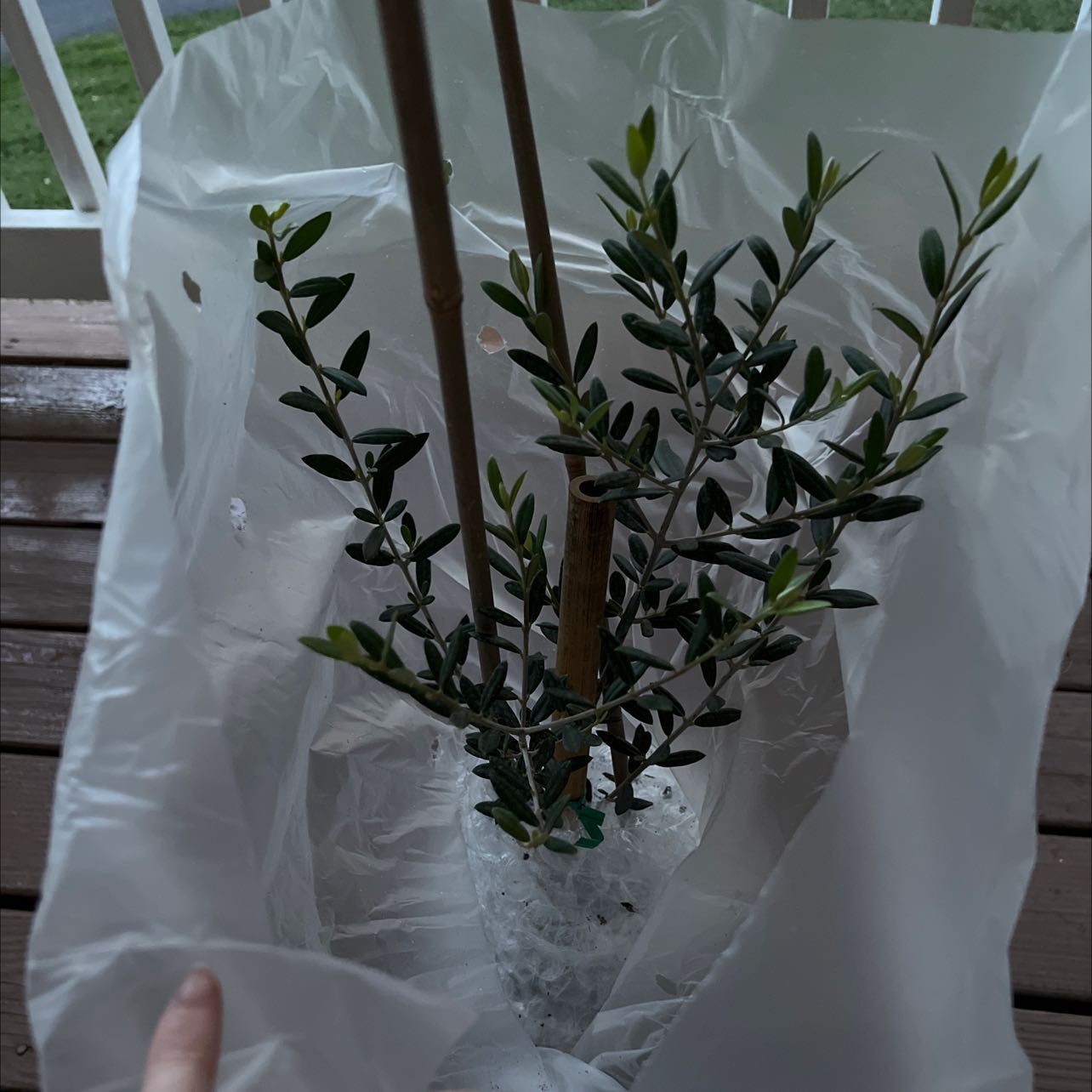 Olivia | A plant by @RadCapnoides on Greg