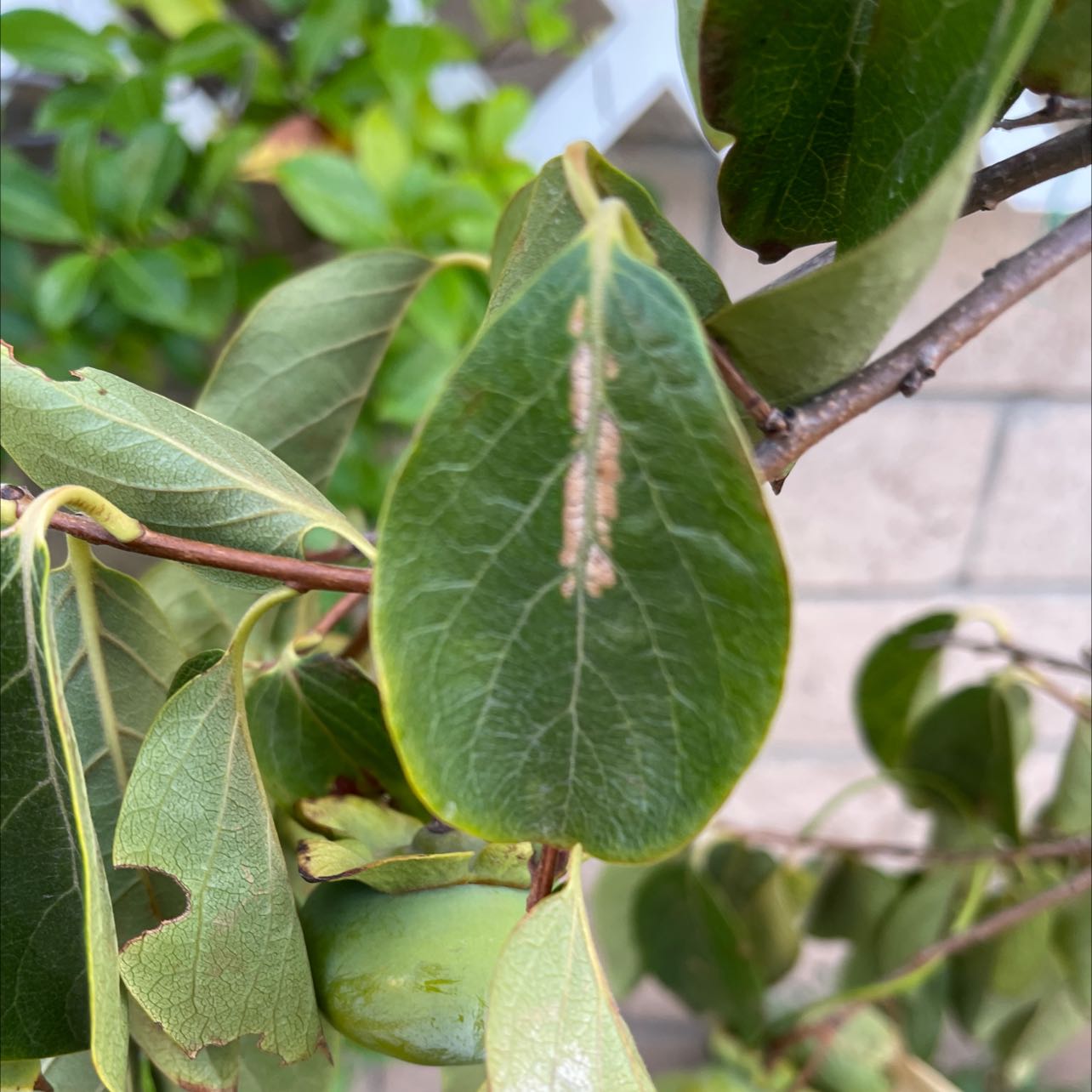 Why Are There Brown Spots on My Japanese Persimmon?