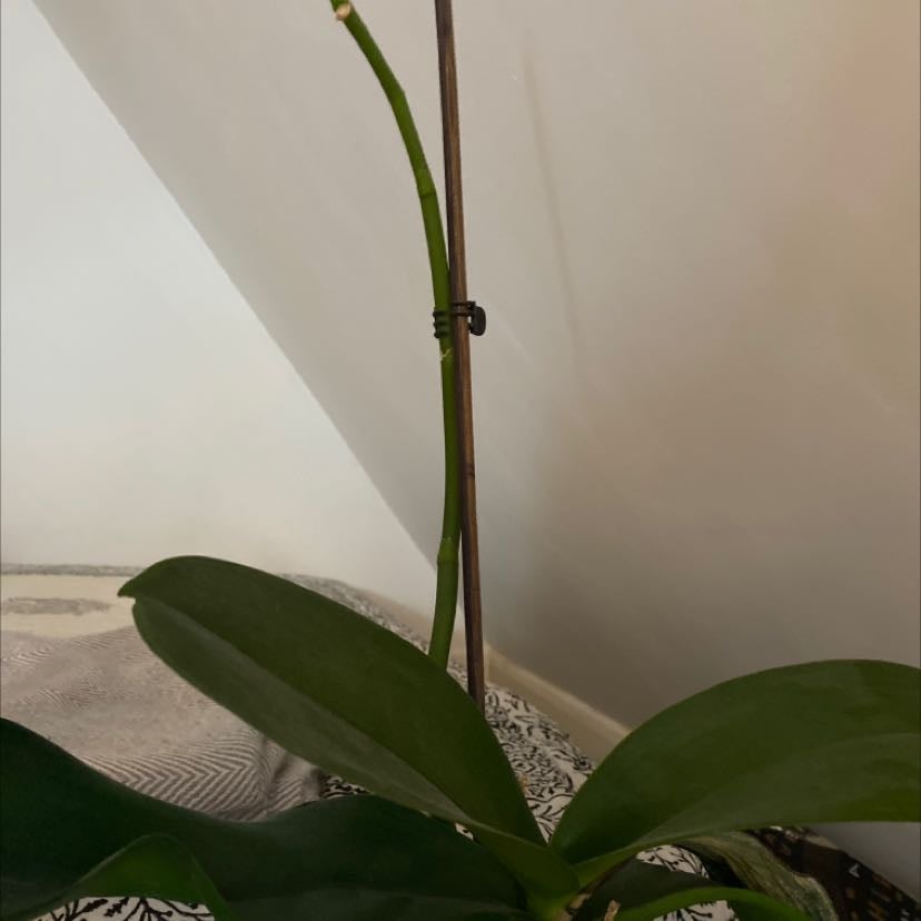 🌡 What Is A Good Temperature Range For My Clamshell Orchid?