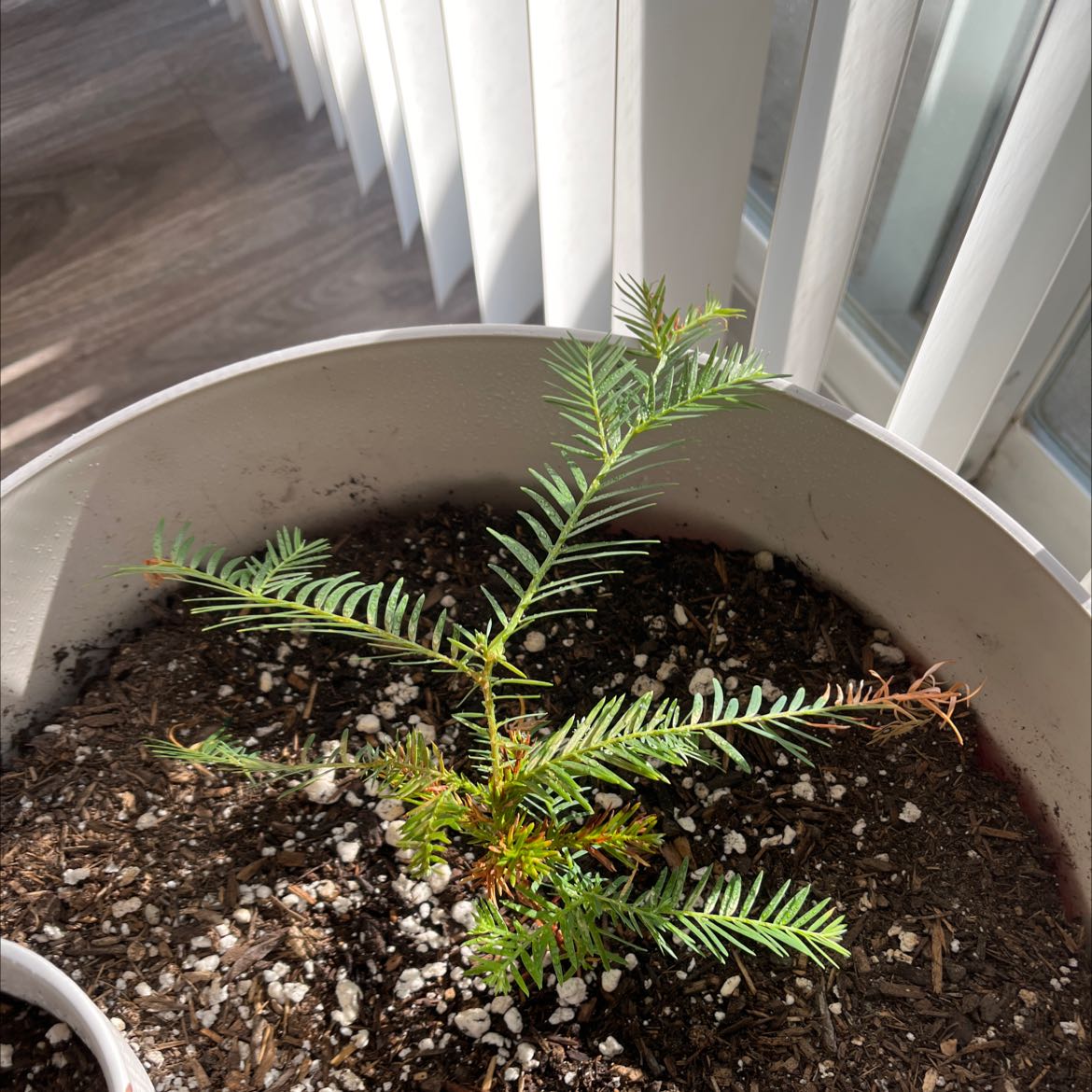 When and Where Should I Trim My Coast Redwood?