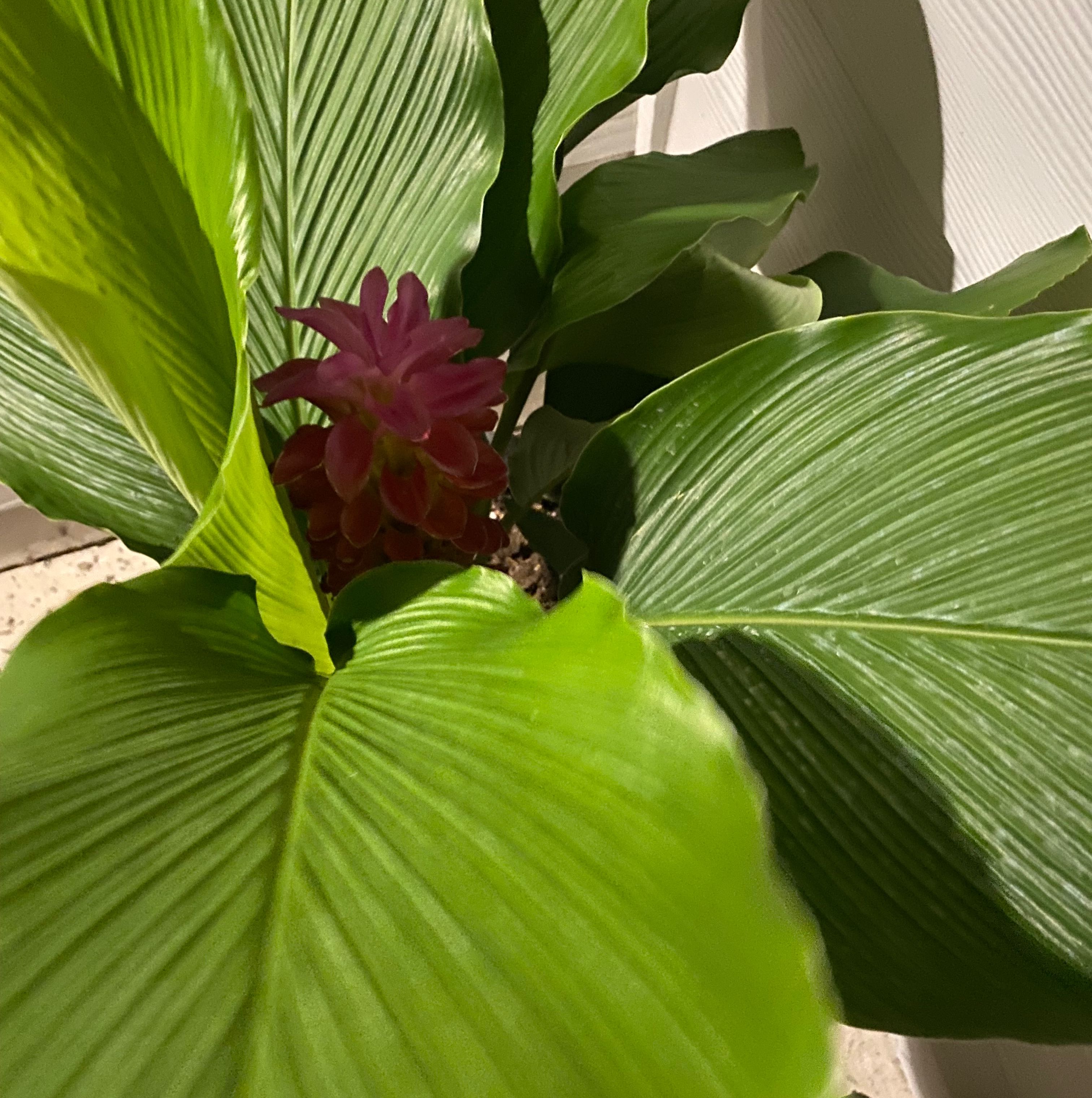 Propagating Red Ginger: The Ultimate Guide