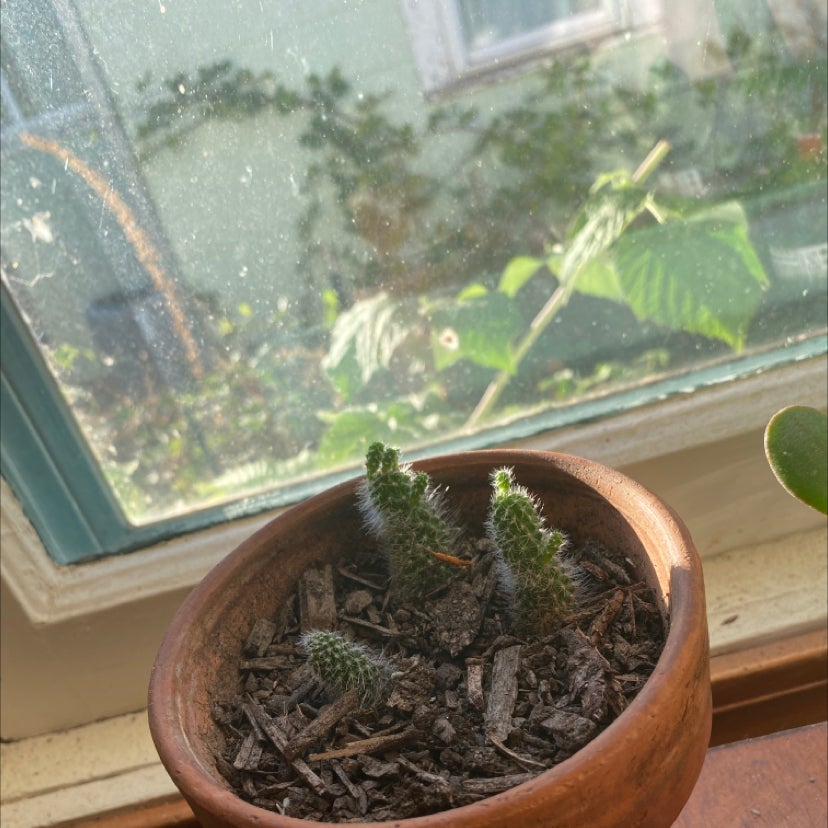 🐛 What Are The Bugs on My Medusa's Head?