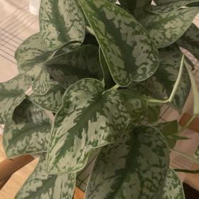 Reggie | A plant by @Catsandplants69 on Greg