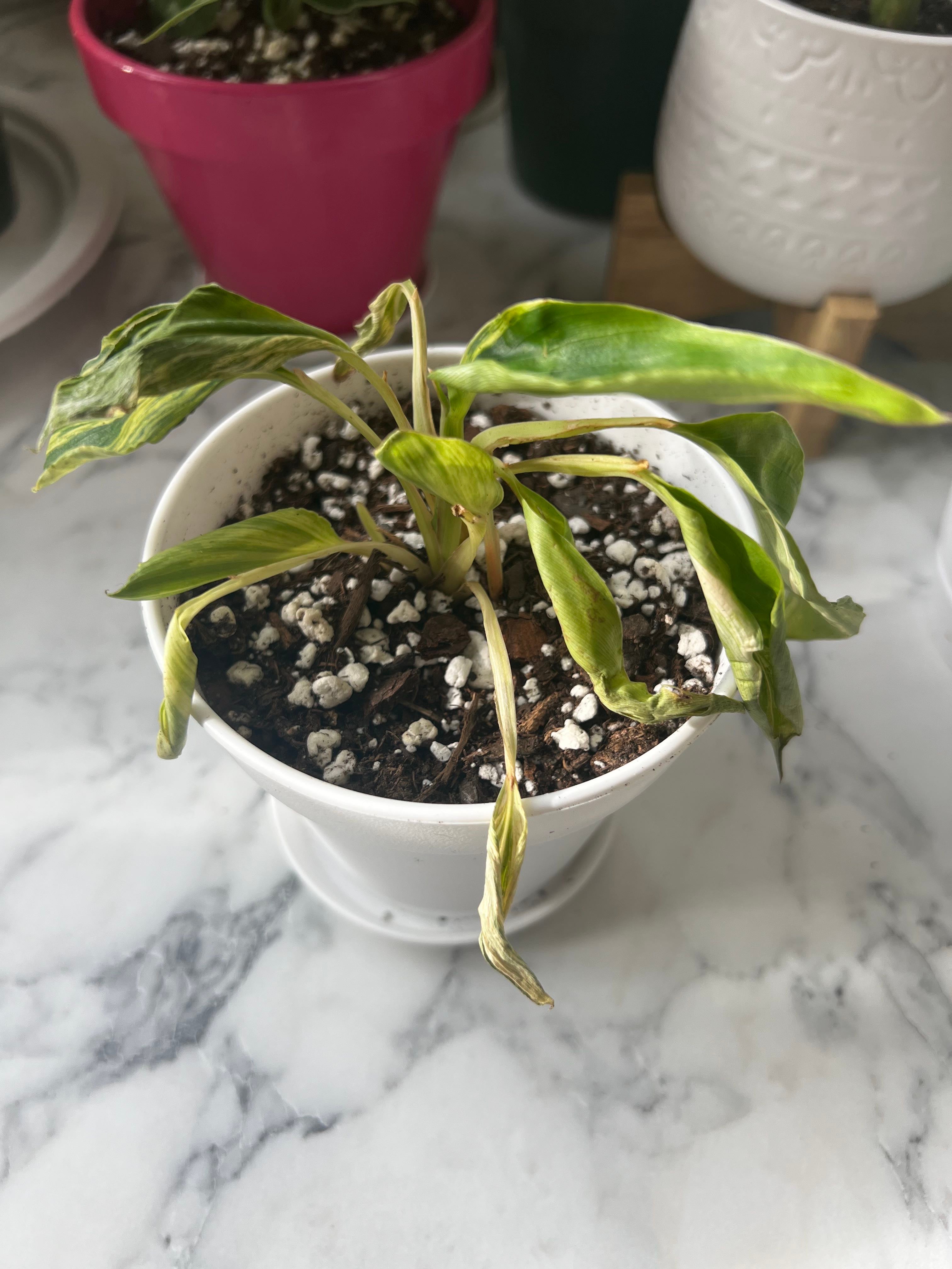 Variegated Shell Ginger Plant Care: Water, Light, Nutrients | Greg App 🌱