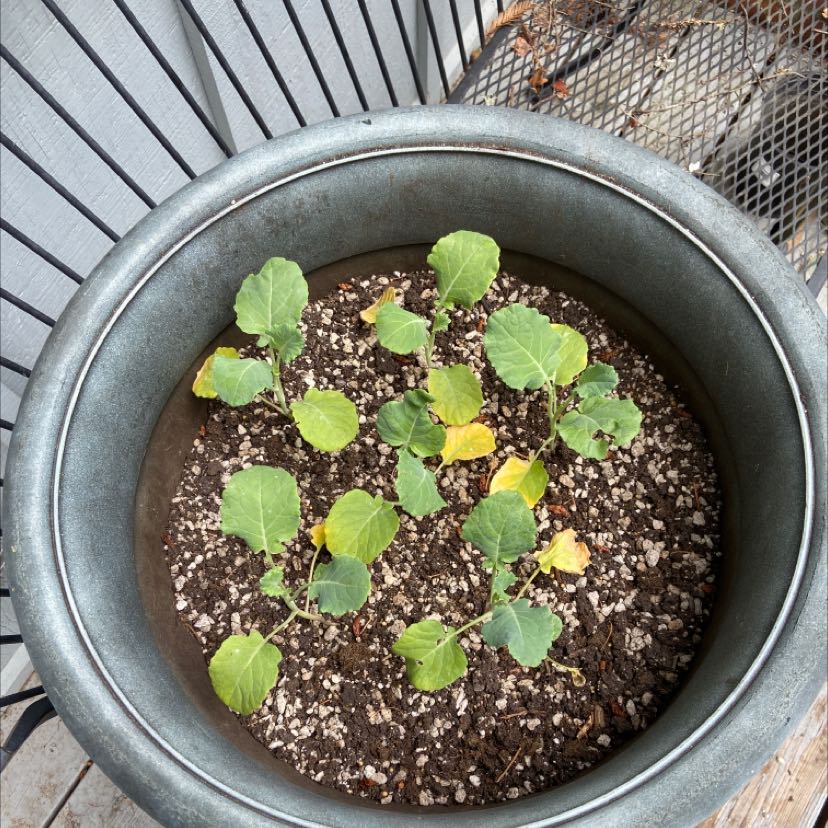 Propagating My Broccoli: Step-by-Step Guide