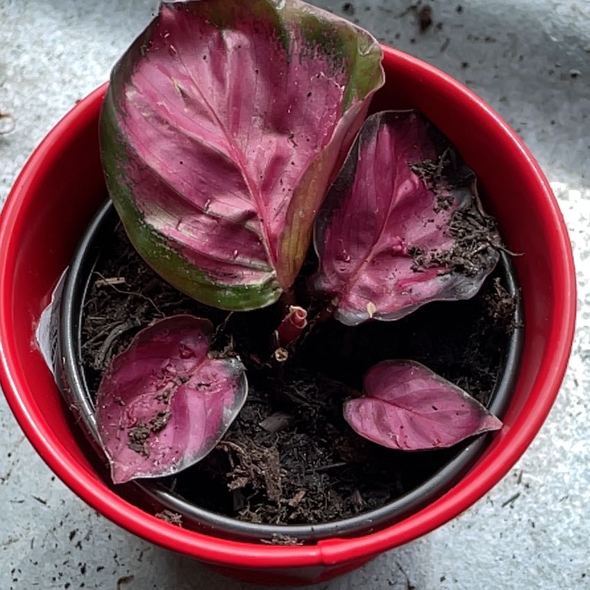 Personalized calathea rosy Care: Water, Light, Nutrients | Greg App