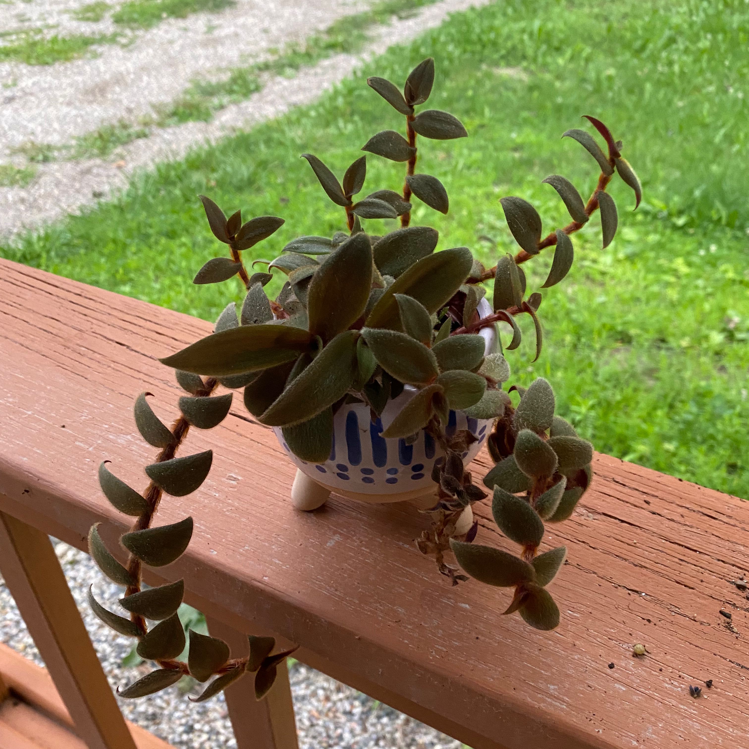 🧸 Why Is My Teddy Bear Vine Dropping Leaves?