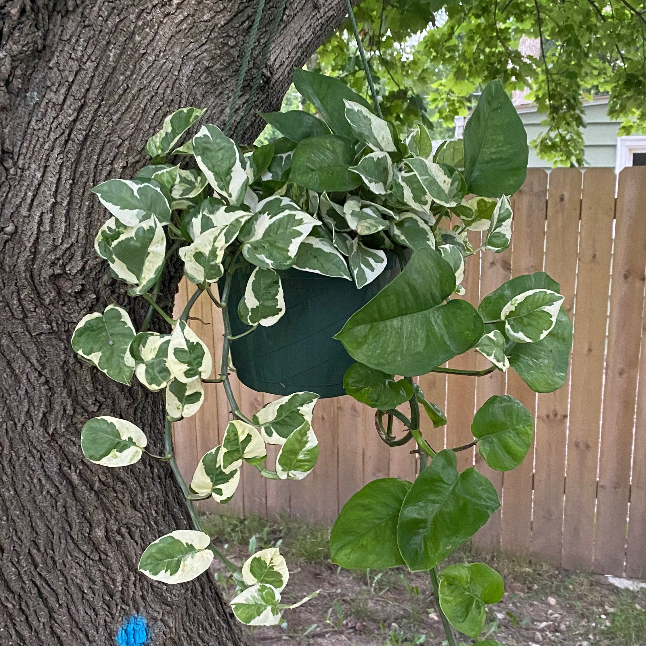 🌡 What Is A Good Temperature Range For My Glacier Pothos?