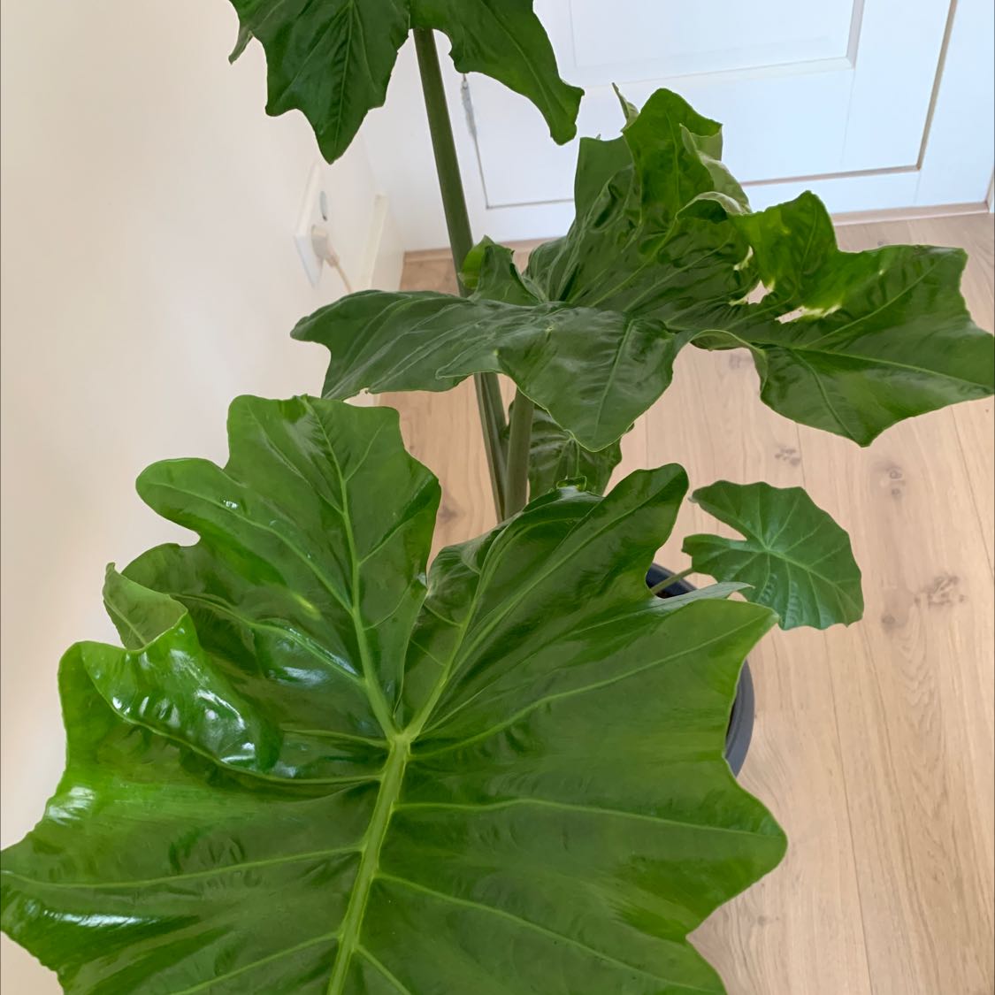 How to Get a Alocasia 'Portora' to Bloom