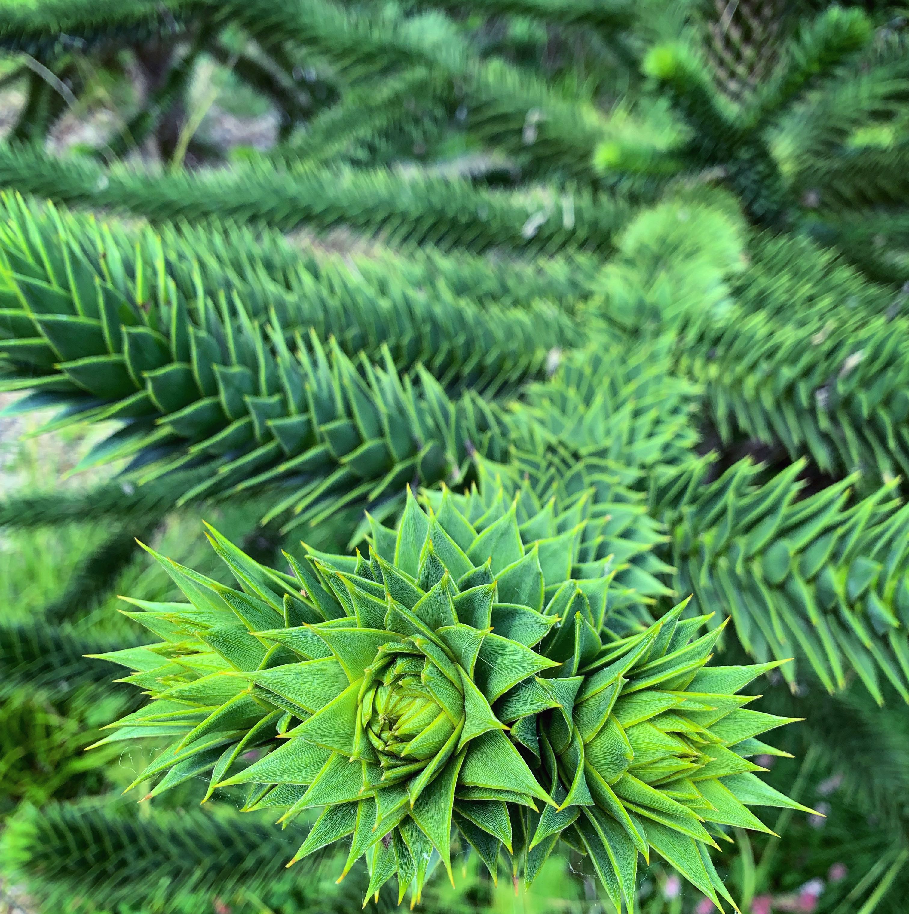 🥀 How Can You Tell If A Monkey Puzzle Tree Is Dying?