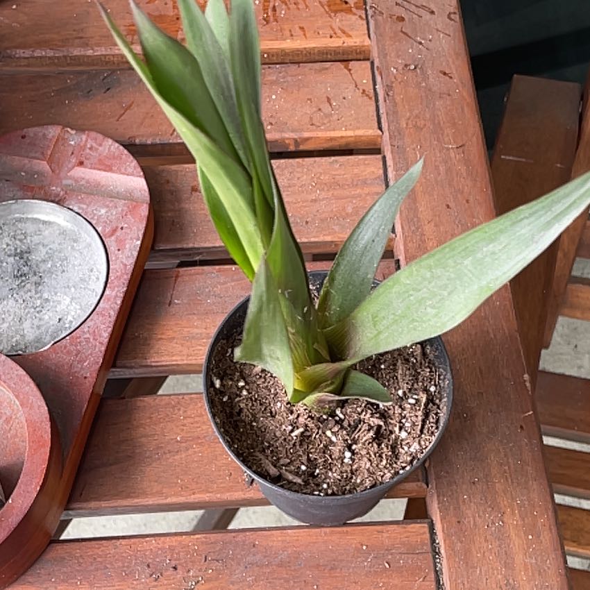 Common Guzmania Bromeliad Problems