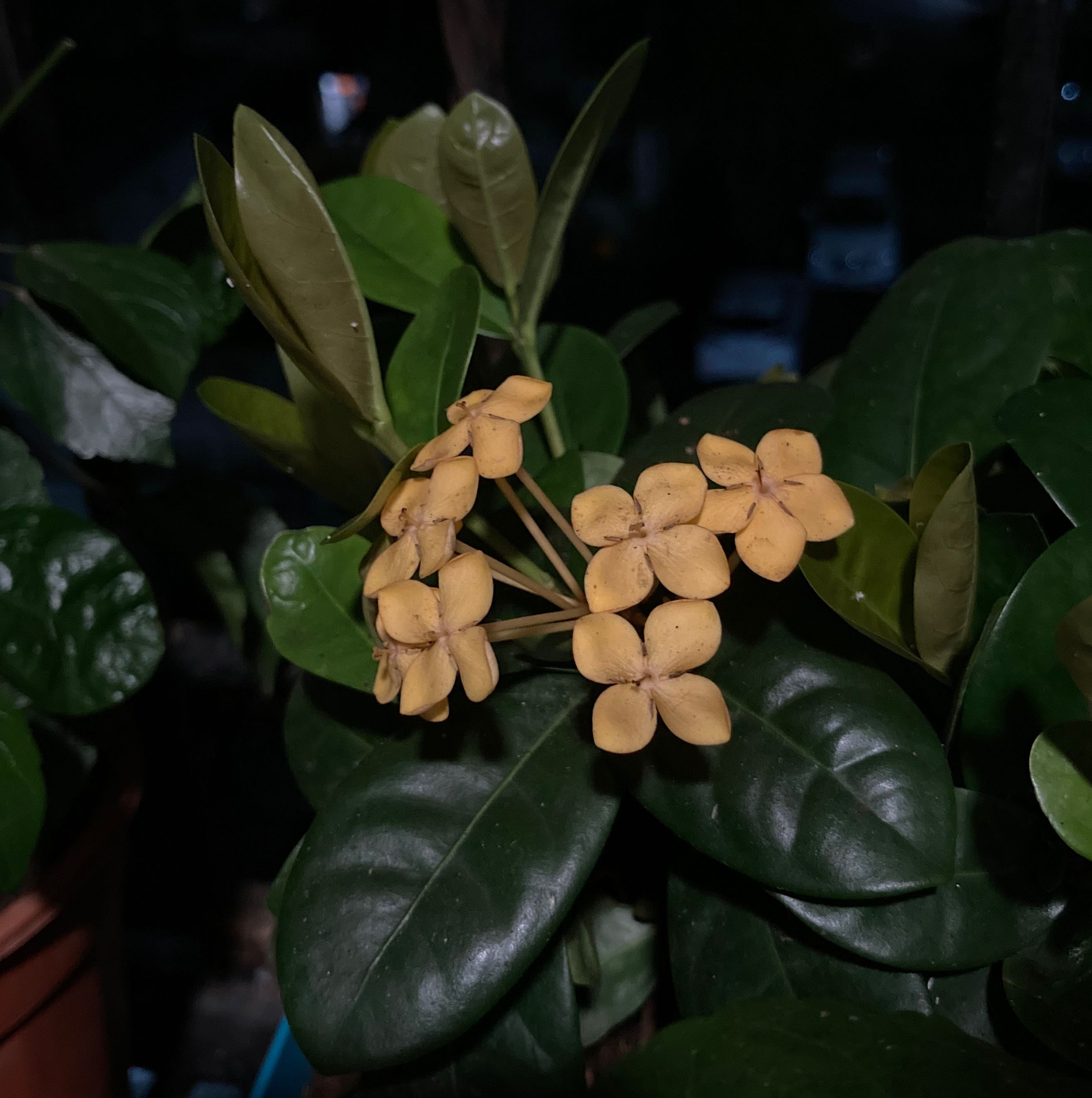 What Should I Do When Chinese Ixora Leaves Turn Yellow?