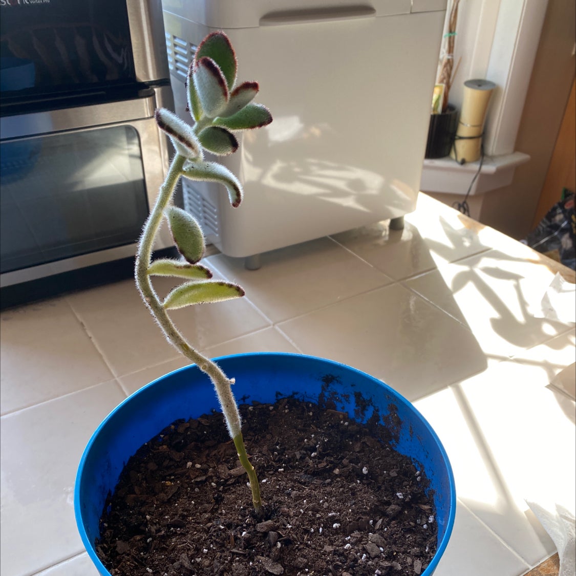 🐼 Best Potting Soil Mix For Panda Plant