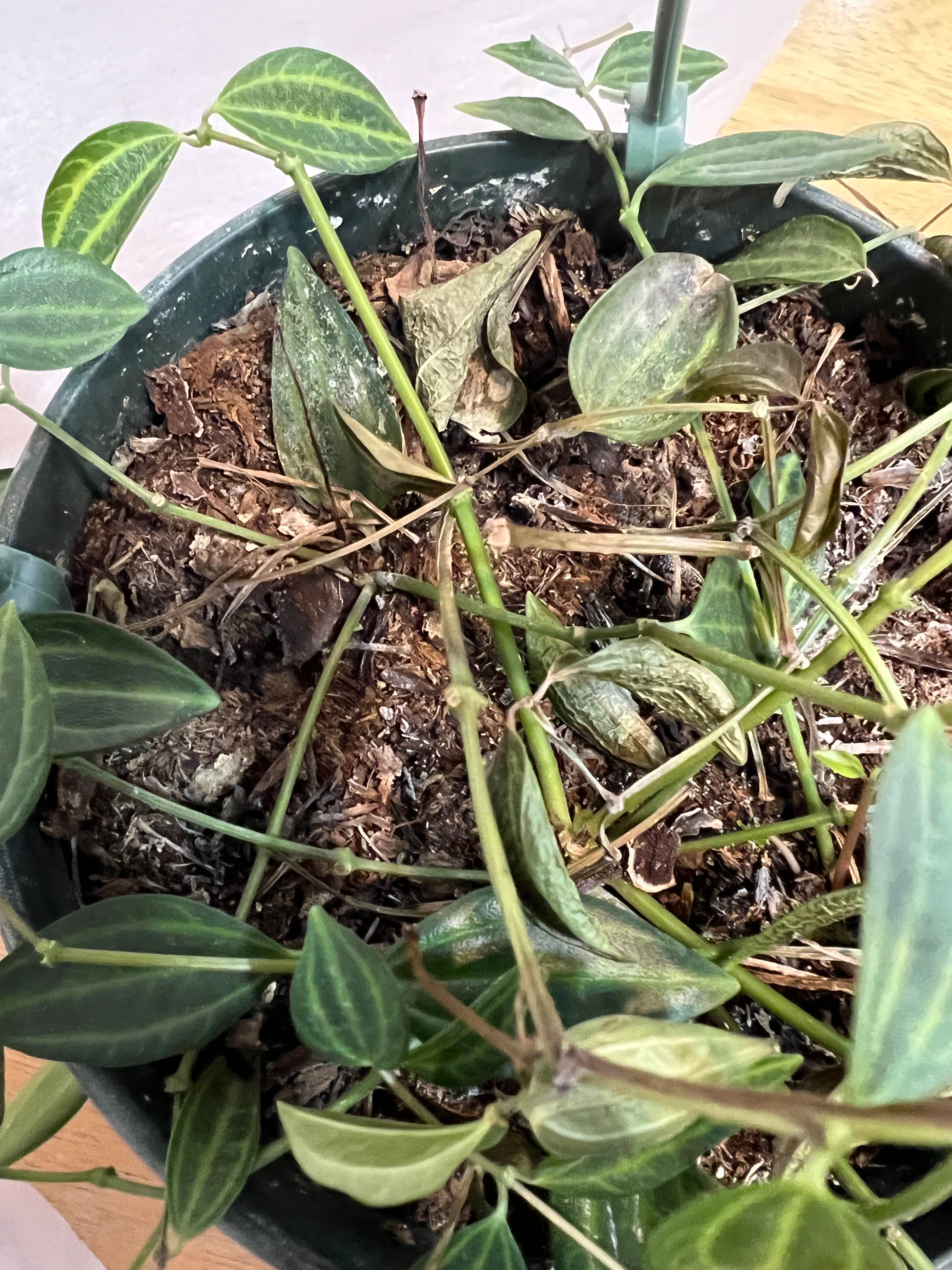 Raydiance Peperomia Plant Care: Water, Light, Nutrients | Greg App 🌱