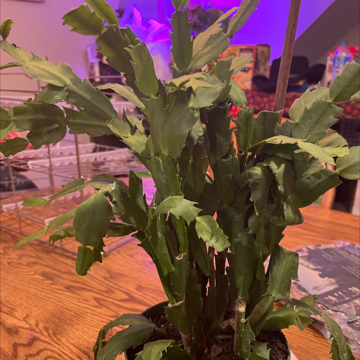 Your plant | A plant by @ZappyGreggspine on Greg