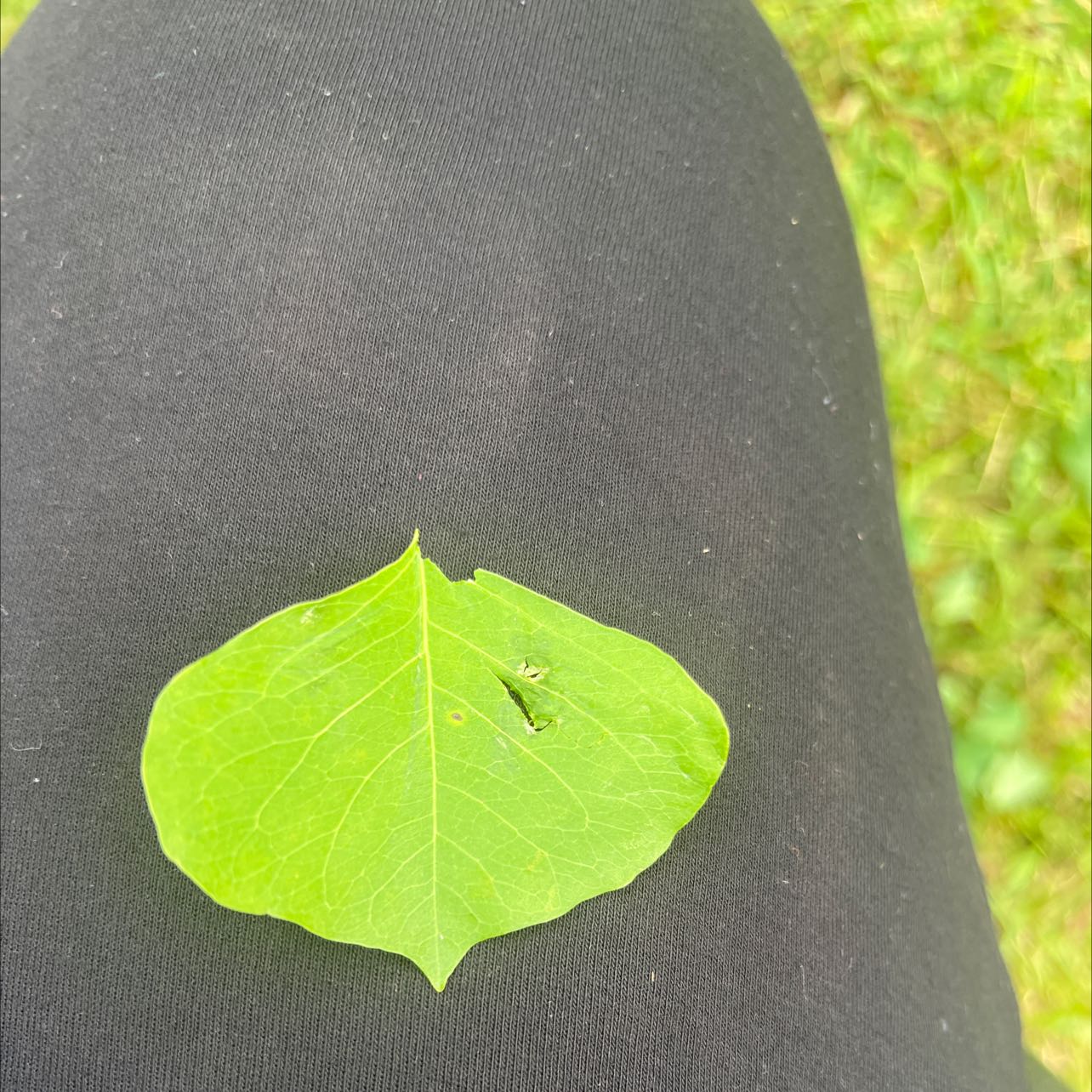 Propagating Chinese Tallow: The Ultimate Guide