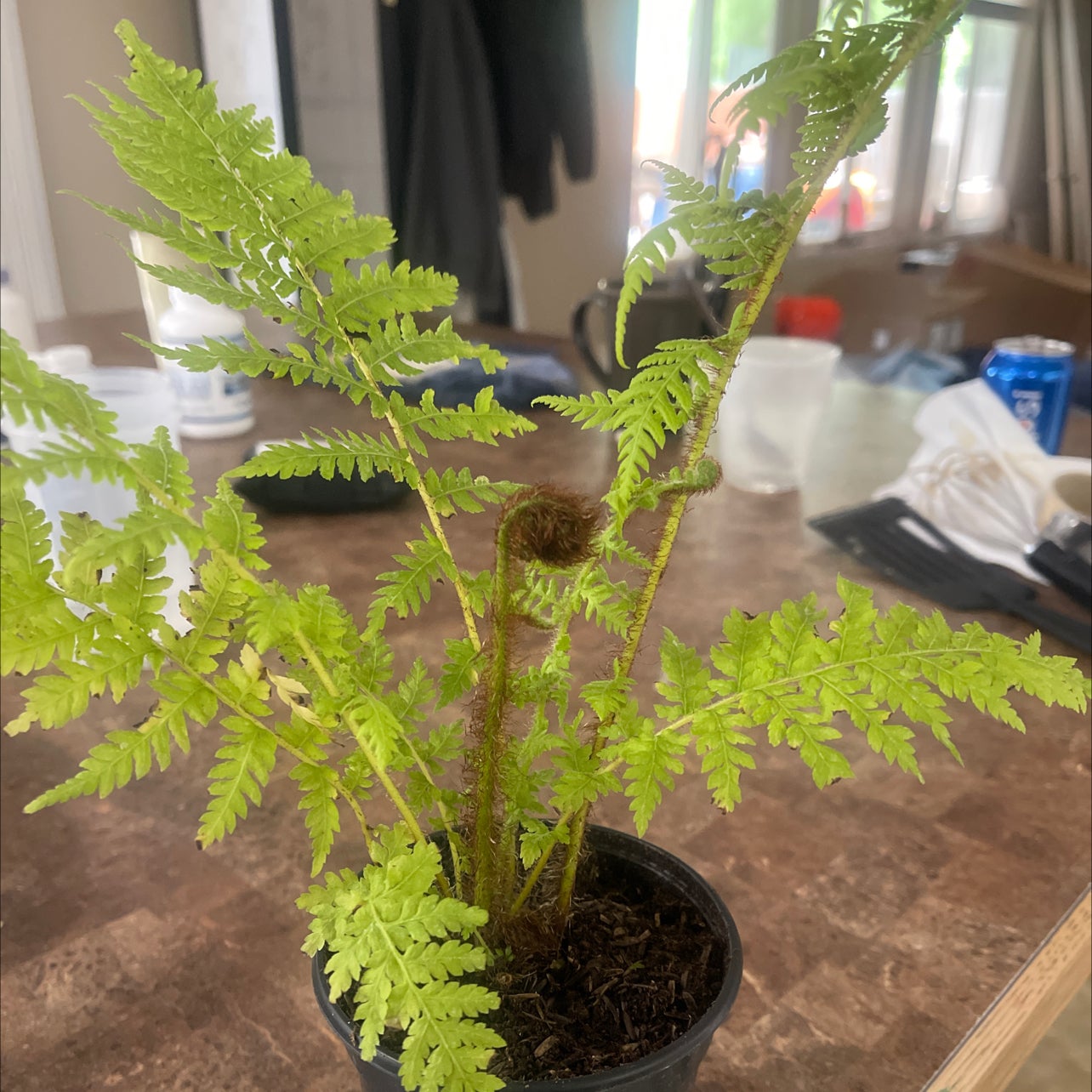 💧 Why Are My Australian Tree Fern Leaves Mushy?