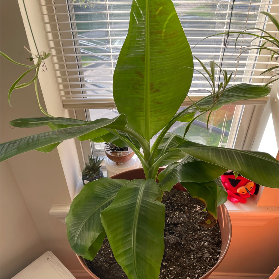 🍌 Propagating Your Banana: Step-by-step Guide