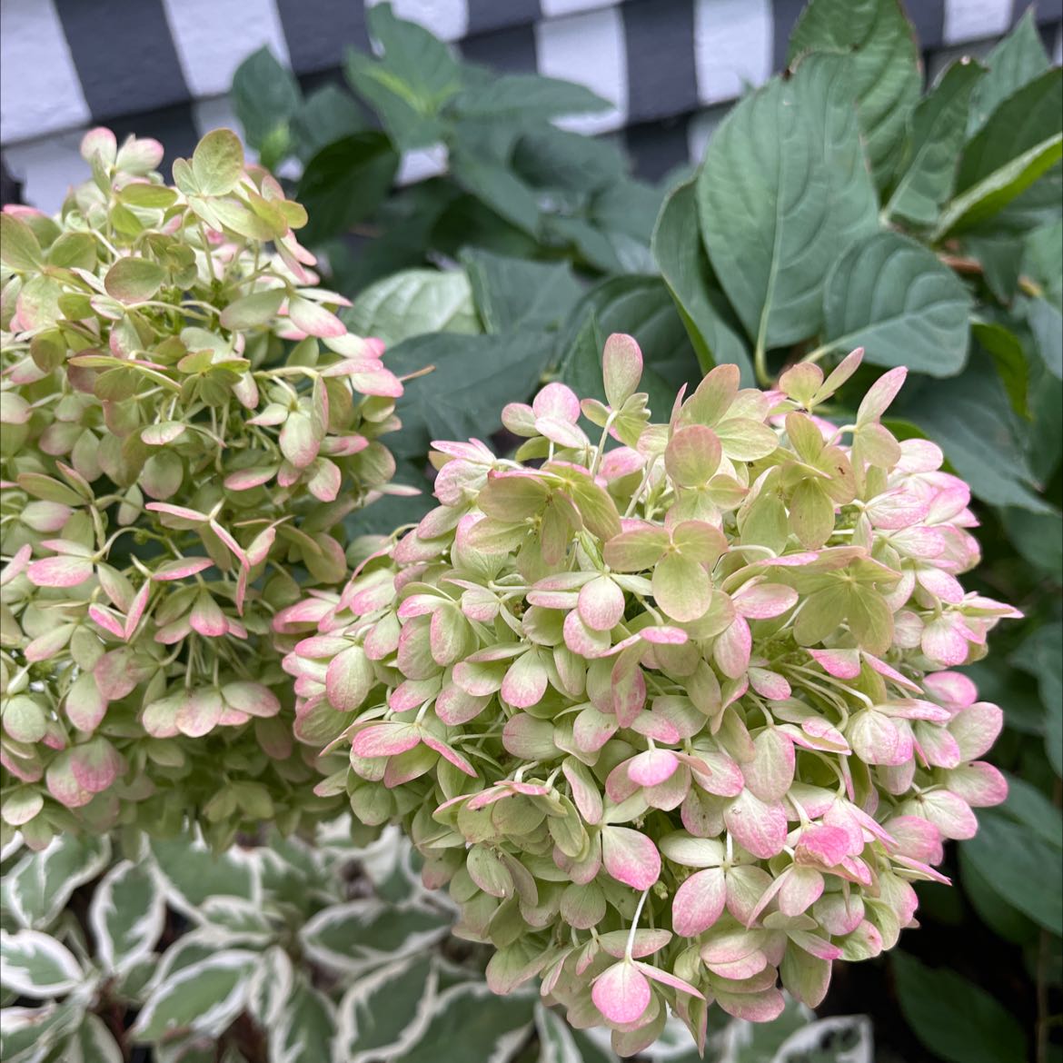 Why Are My Panicle Hydrangea Leaves Droopy? 💧