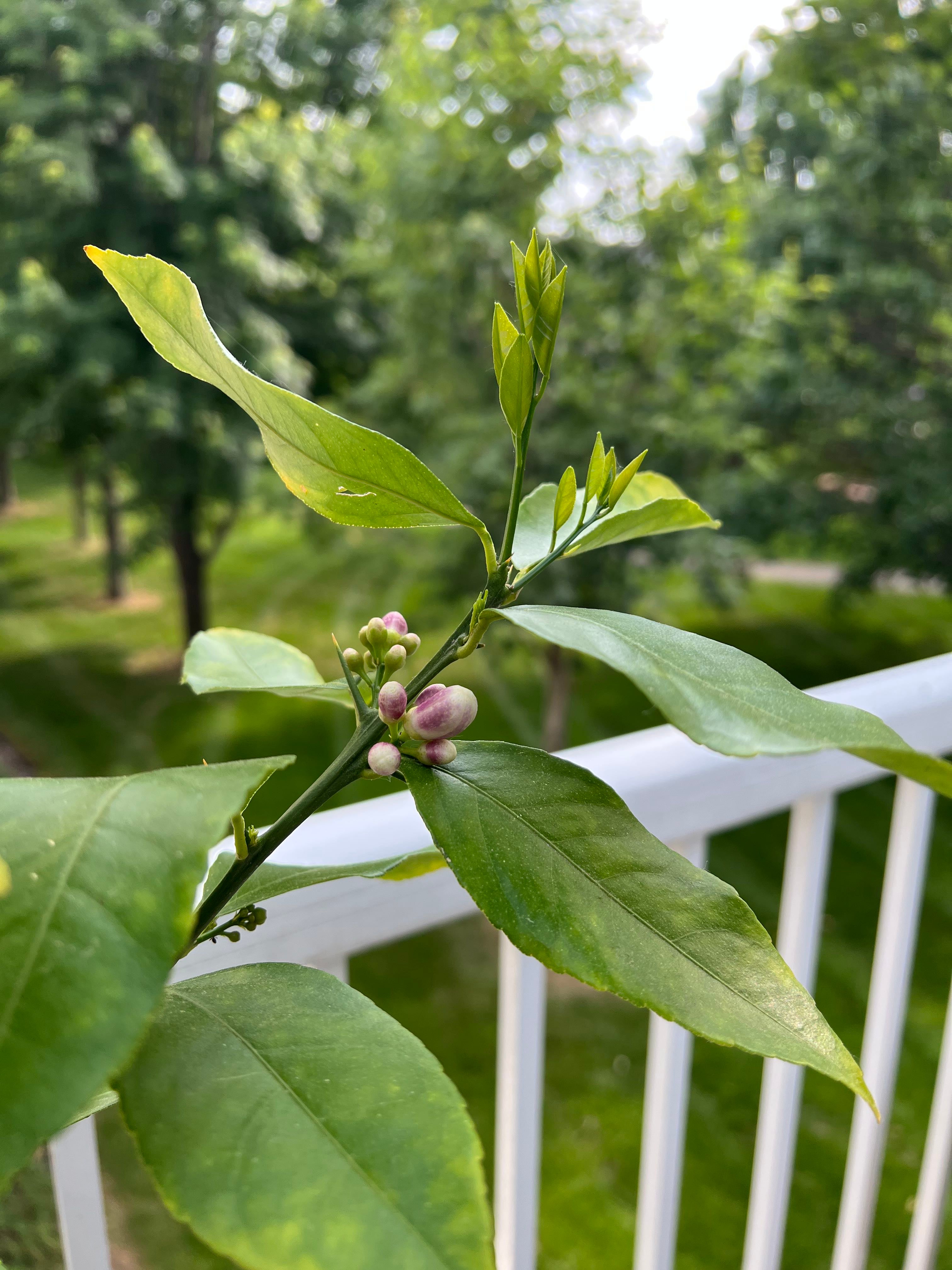 🍋 What Do Meyer Lemon Tree Flowers Mean?