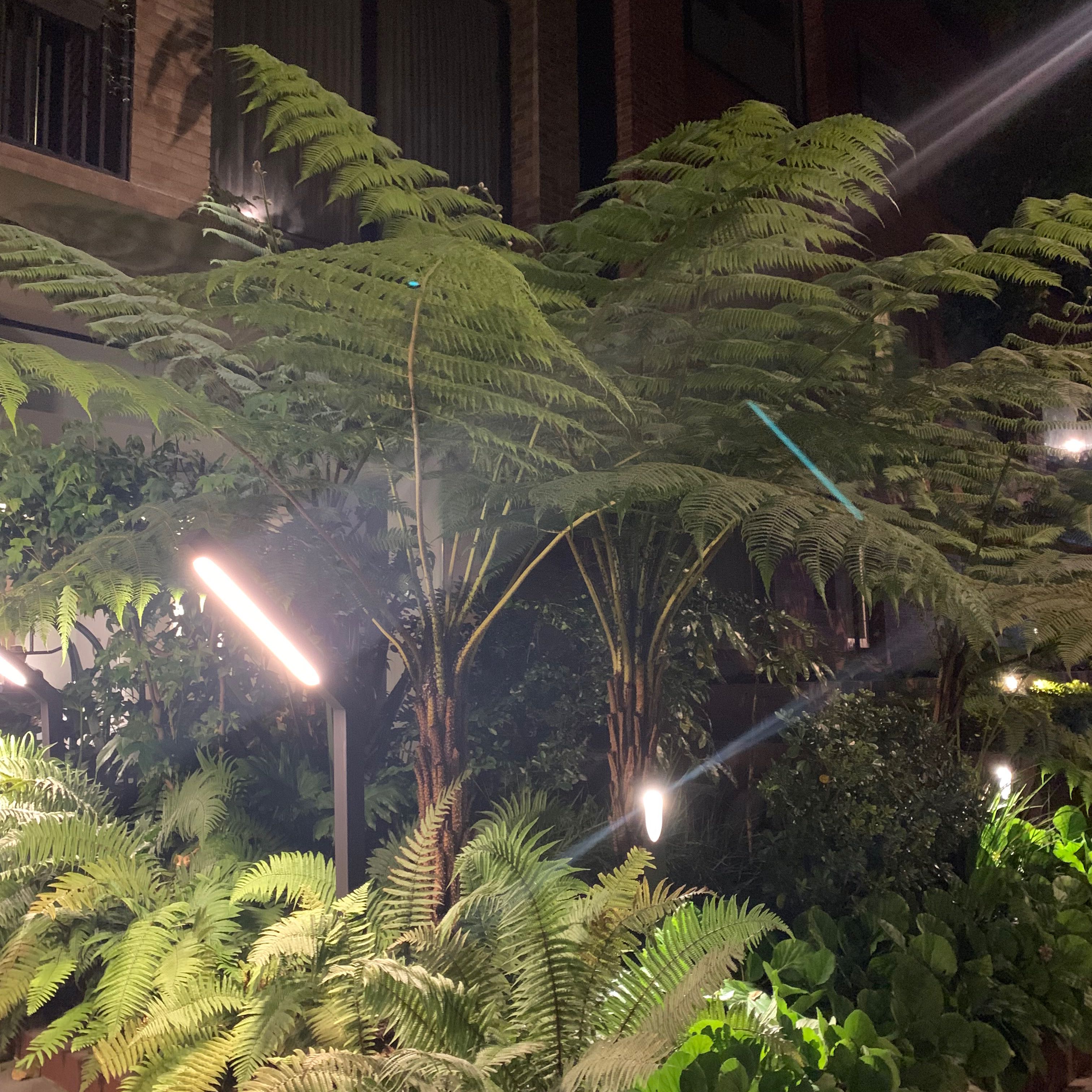 Propagating Your Australian Tree Fern: Step-by-Step Guide