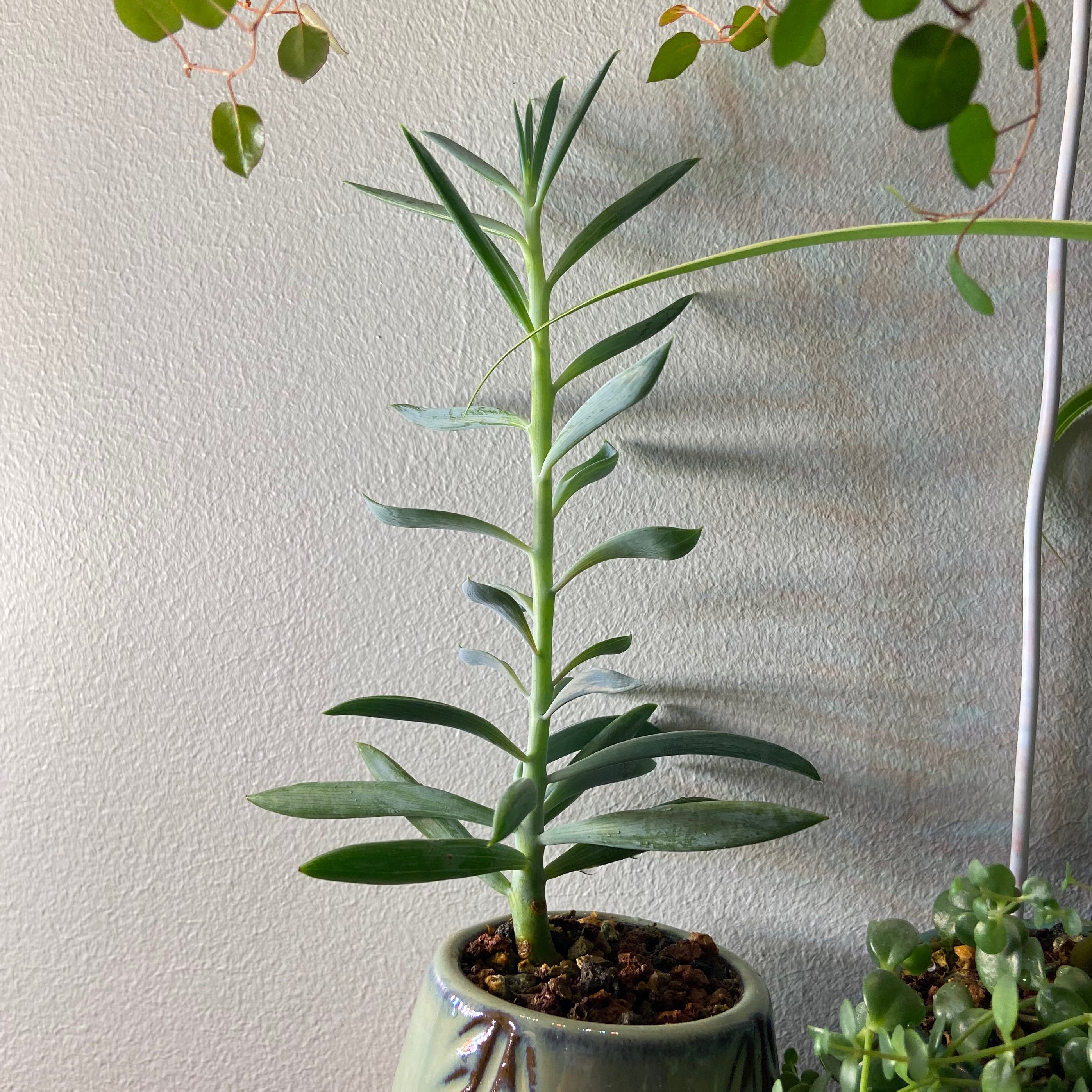 Black Spots on My Skyscraper Senecio Leaves