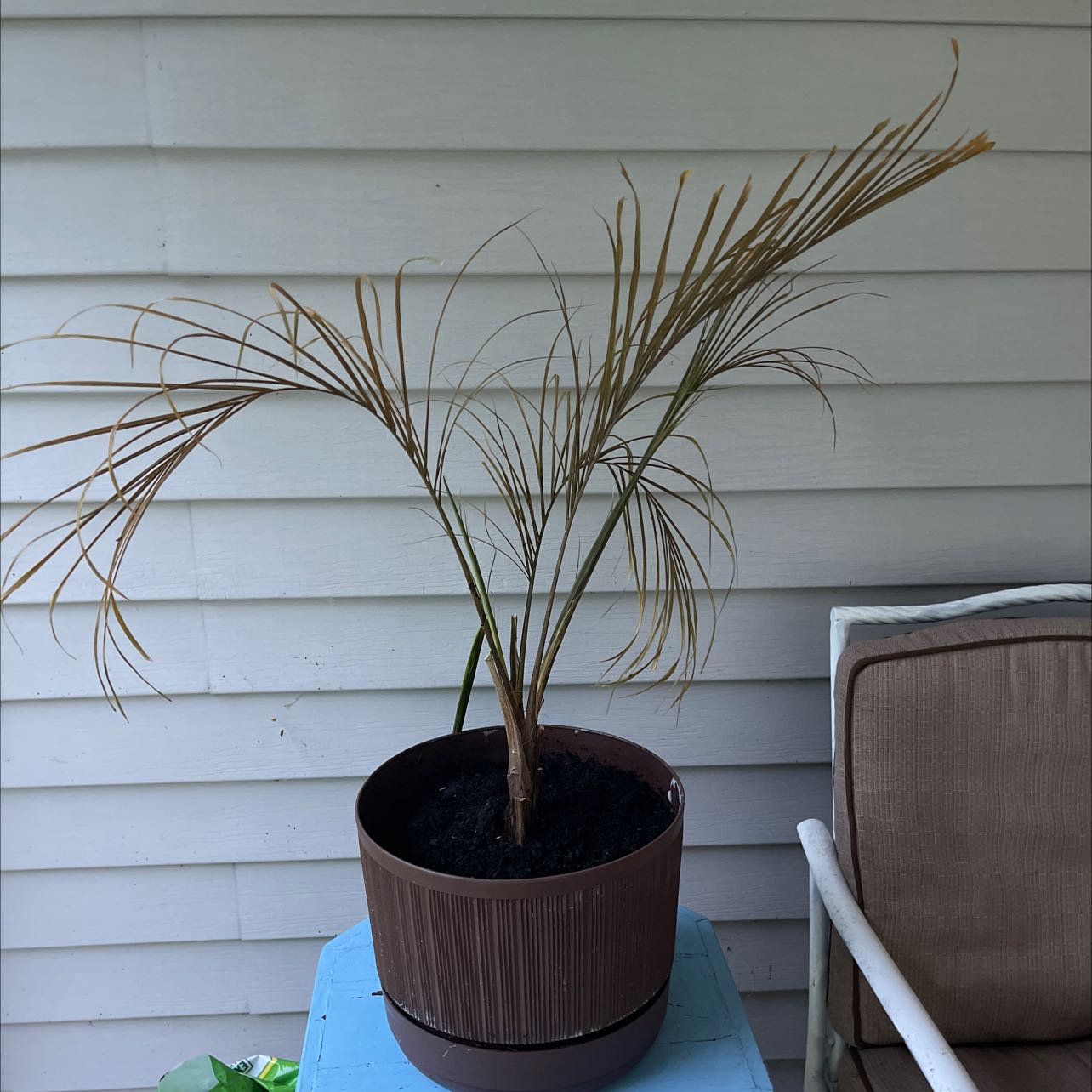 Why Are There Brown Spots on My Queen Palm?