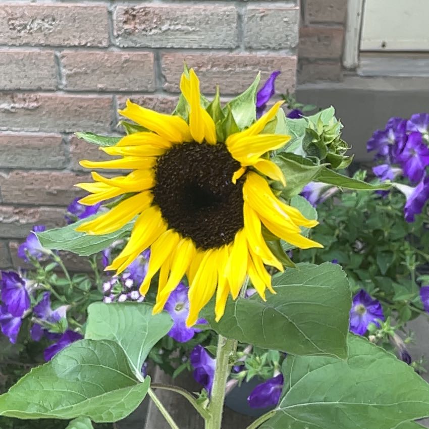 🌻 Why Is My Common Sunflower Not Doing Well?