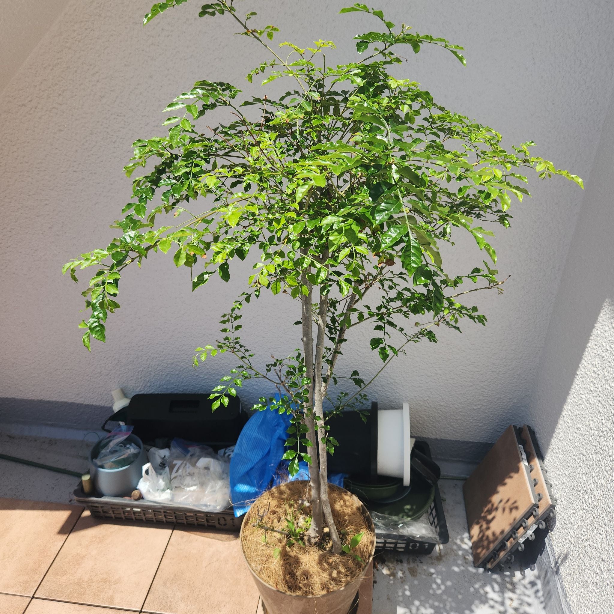 The Complete Himalayan Ash Plant Care Guide: Water, Light & Beyond