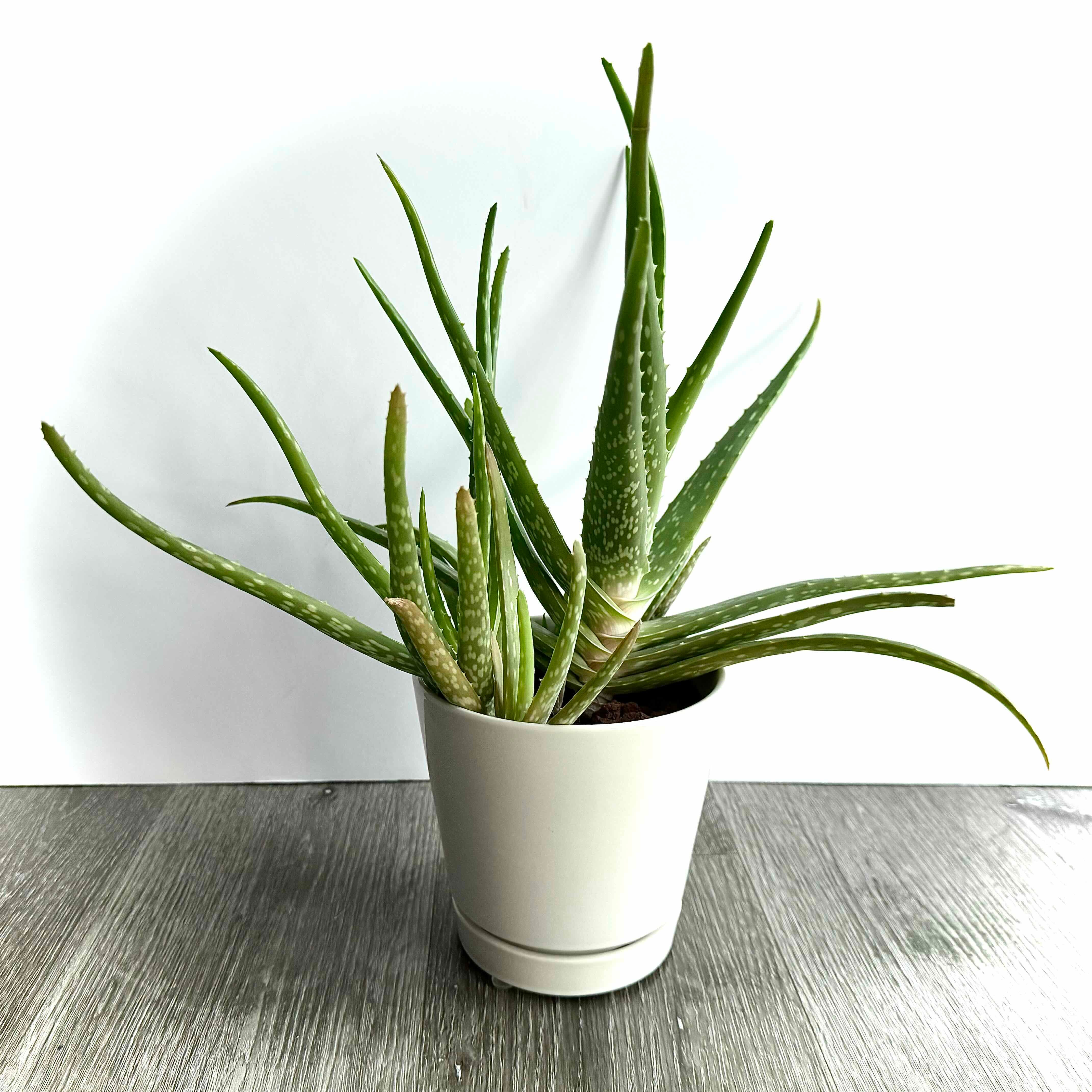 ️ How And When Should I Cut Back My Aloe Vera?