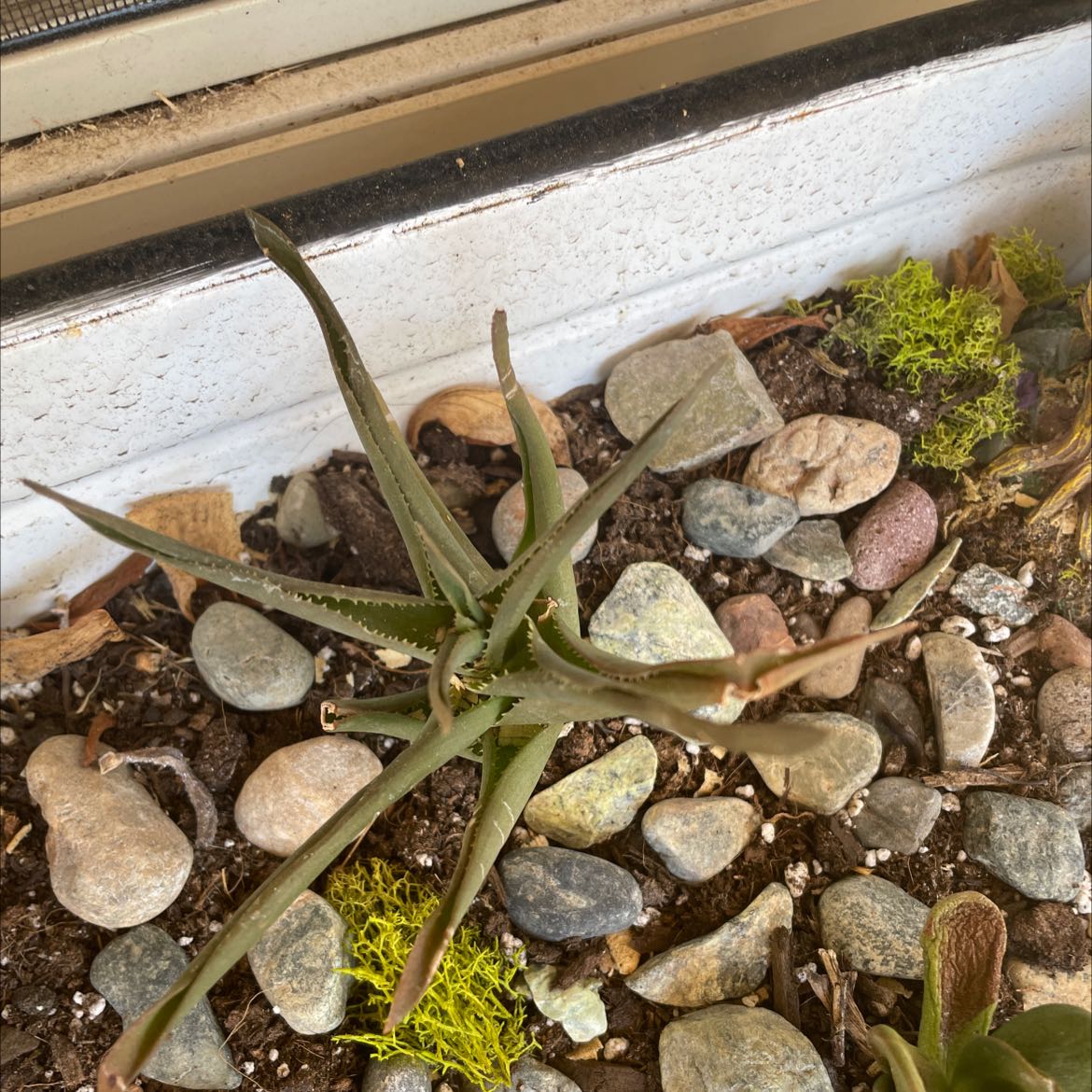 Why Are There Brown Spots on My Fynbos aloe?