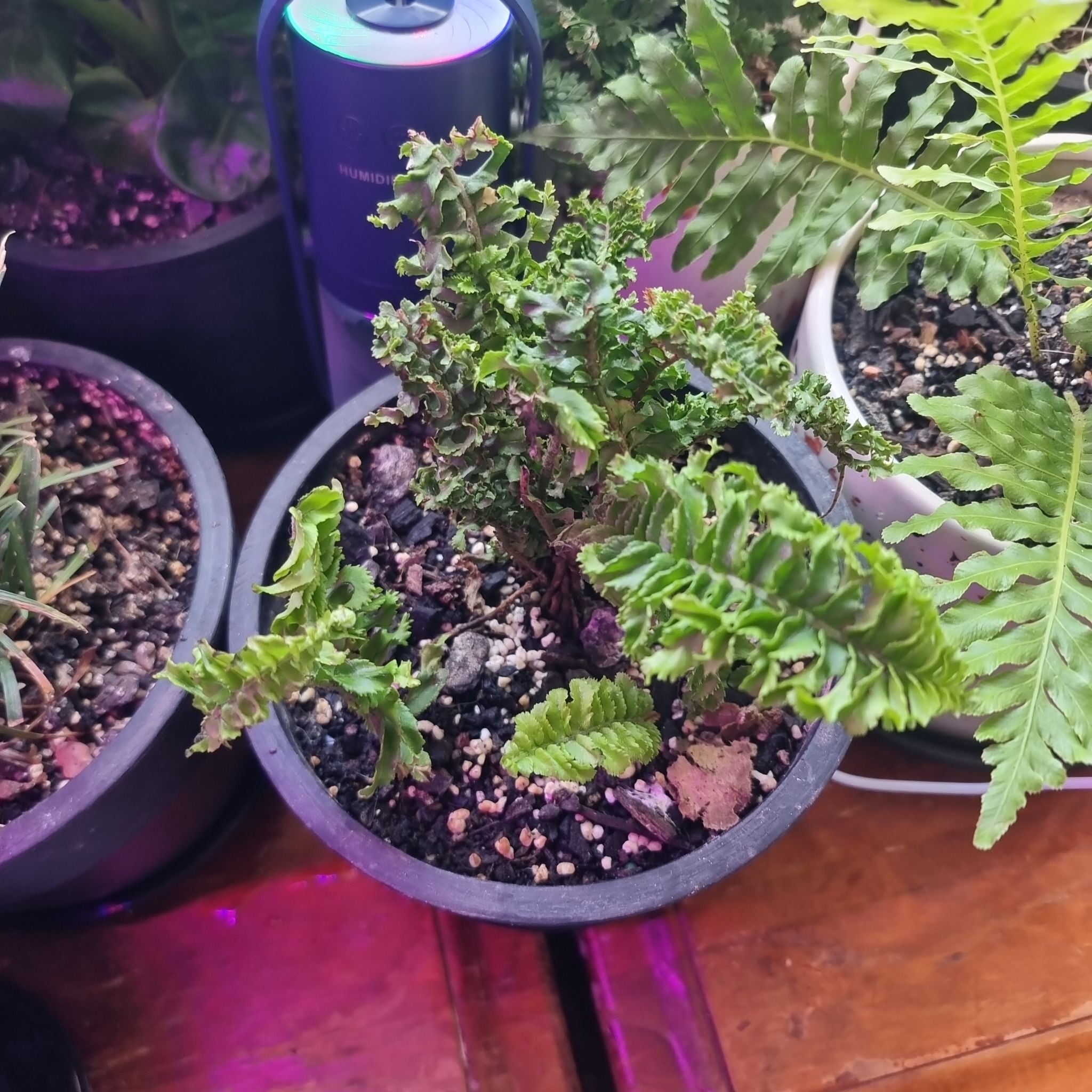 Personalized Emina Curly Boston Fern Care: Water, Light, Nutrients ...