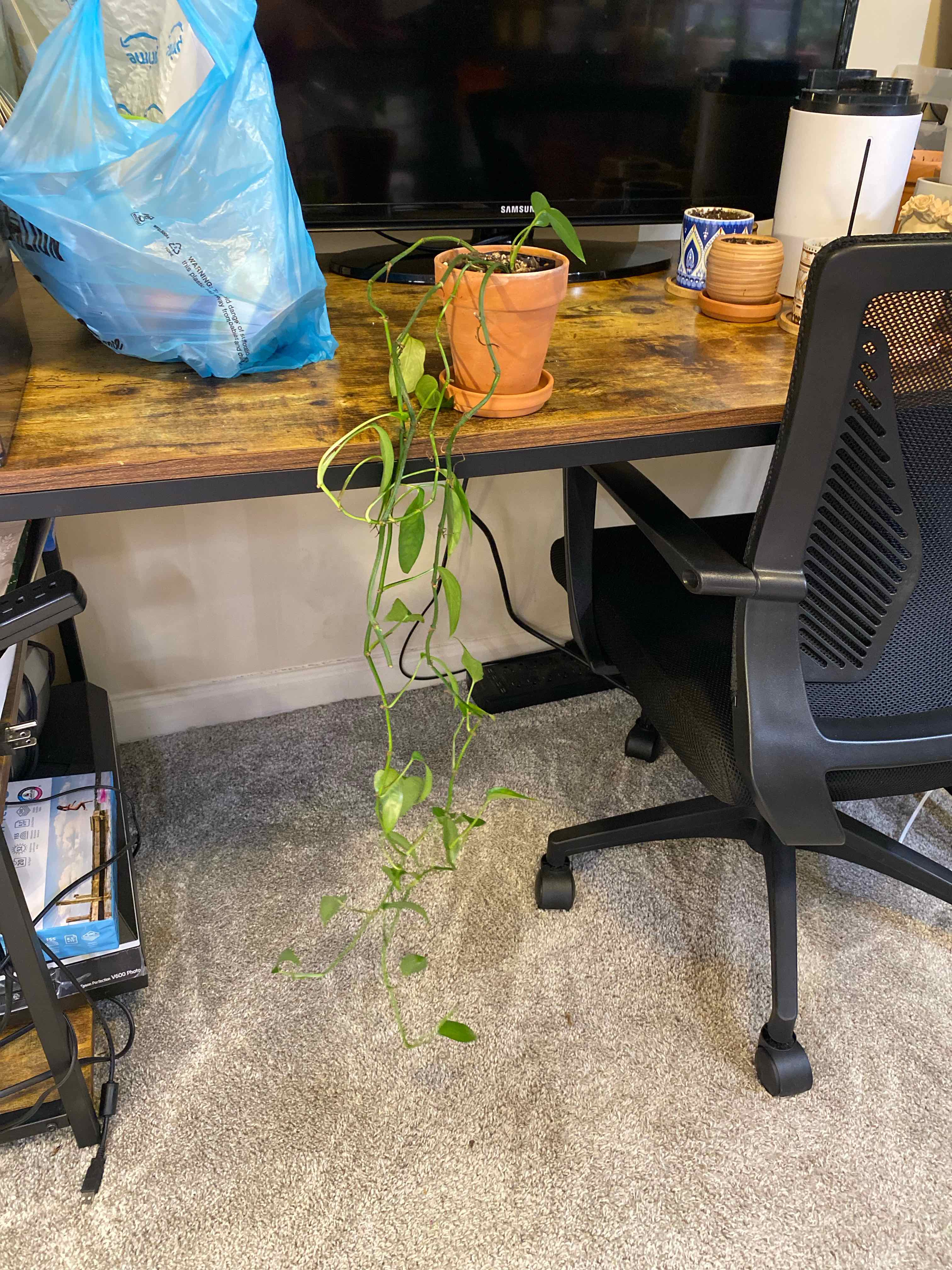 🐛 What To Do About Bugs on My Skeleton Key Pothos?