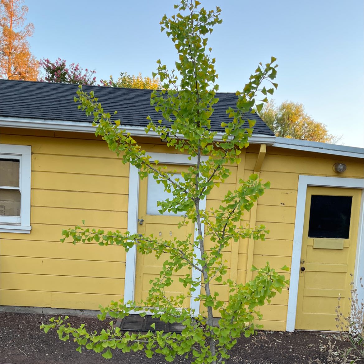 Propagating Your Ginkgo Tree: Step-by-Step Guide