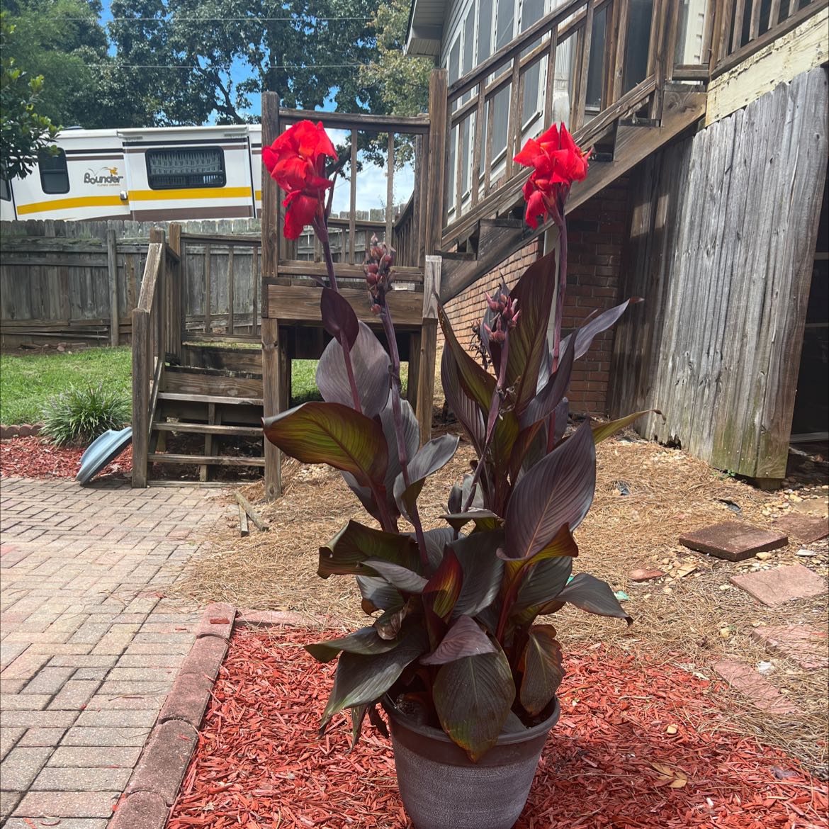 What Are The Bugs on My Canna Lily? 🐛