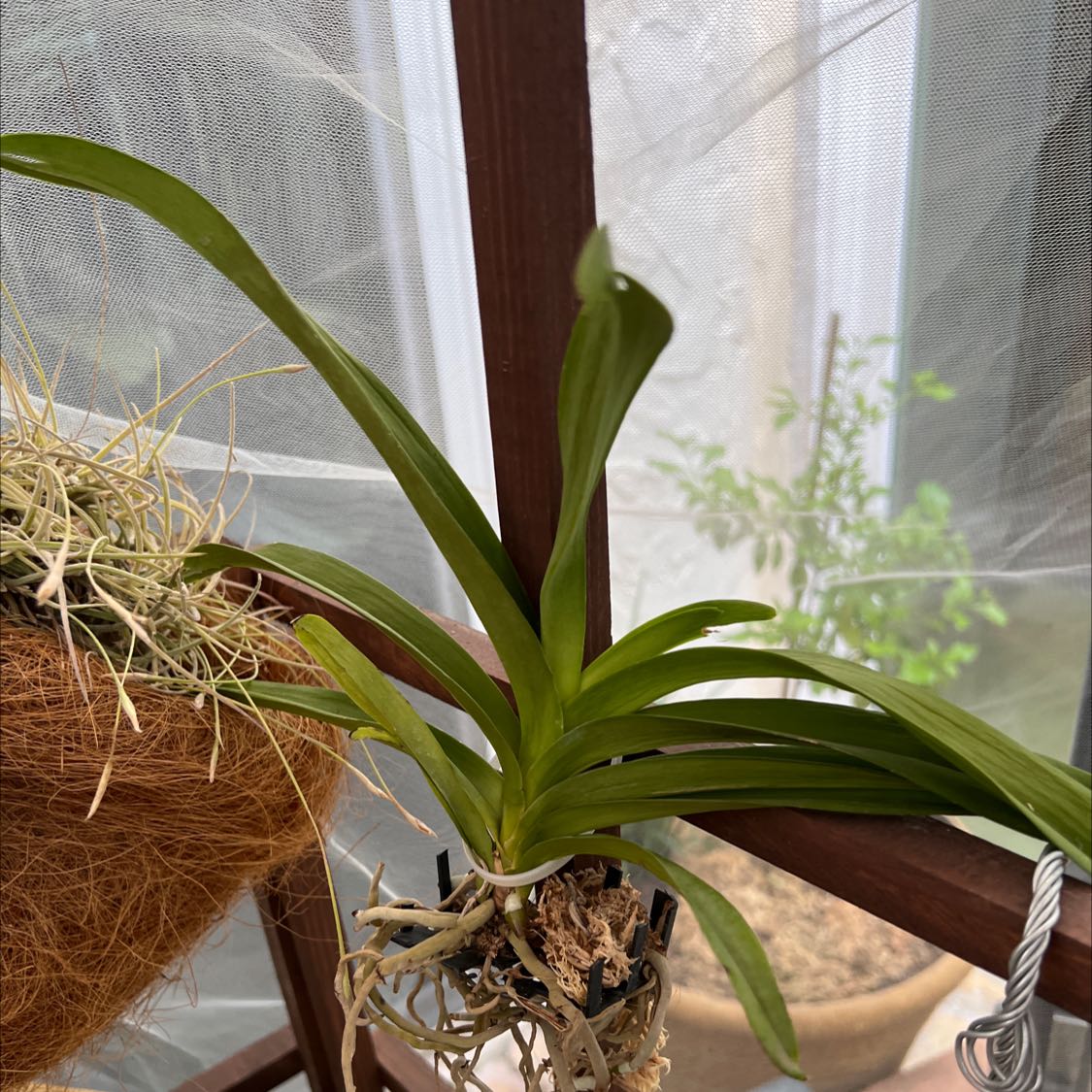Why Is My Vanda orchid Dropping Leaves?