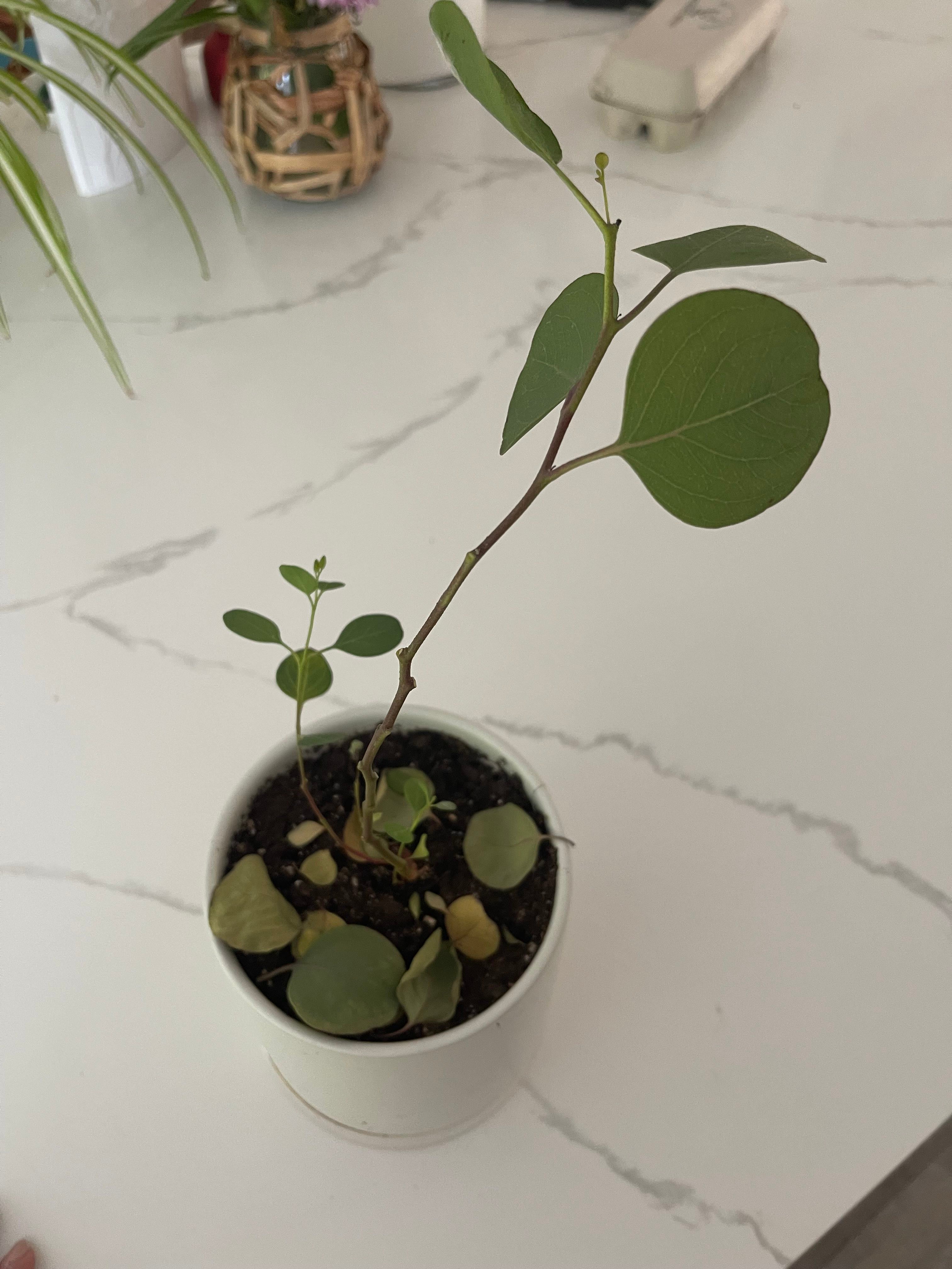 Redbox Plant Care: Water, Light, Nutrients | Greg App 🌱