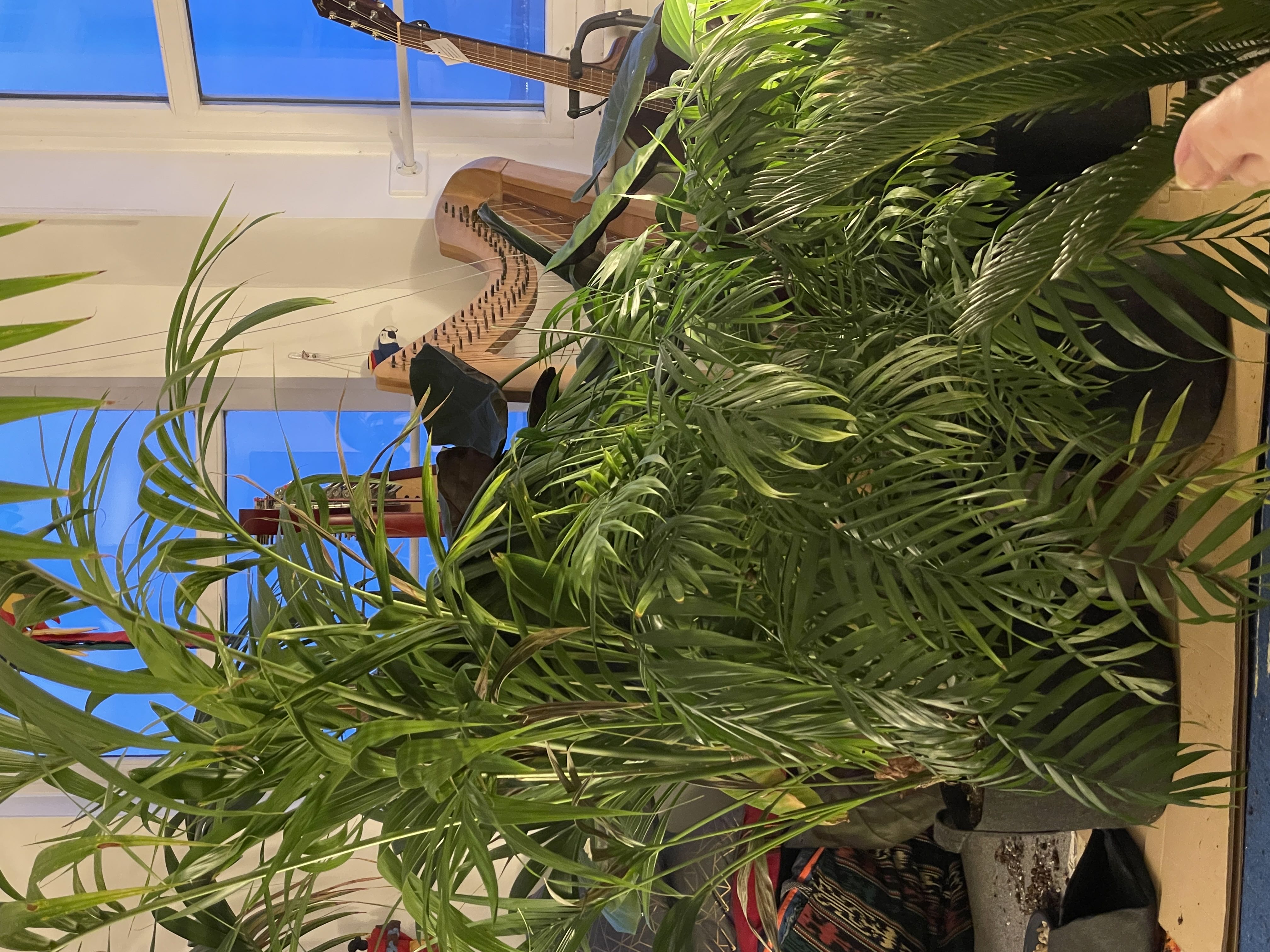 Query about repotting waterlogged plants.