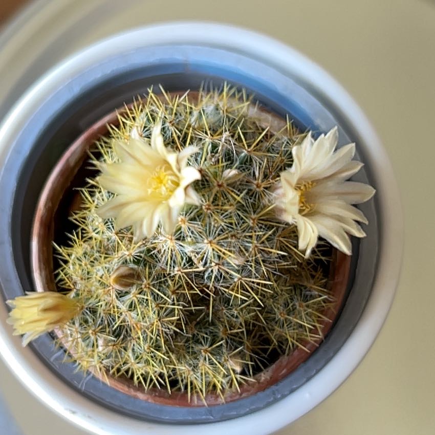 How to Get a Silver Cluster Cactus to Bloom