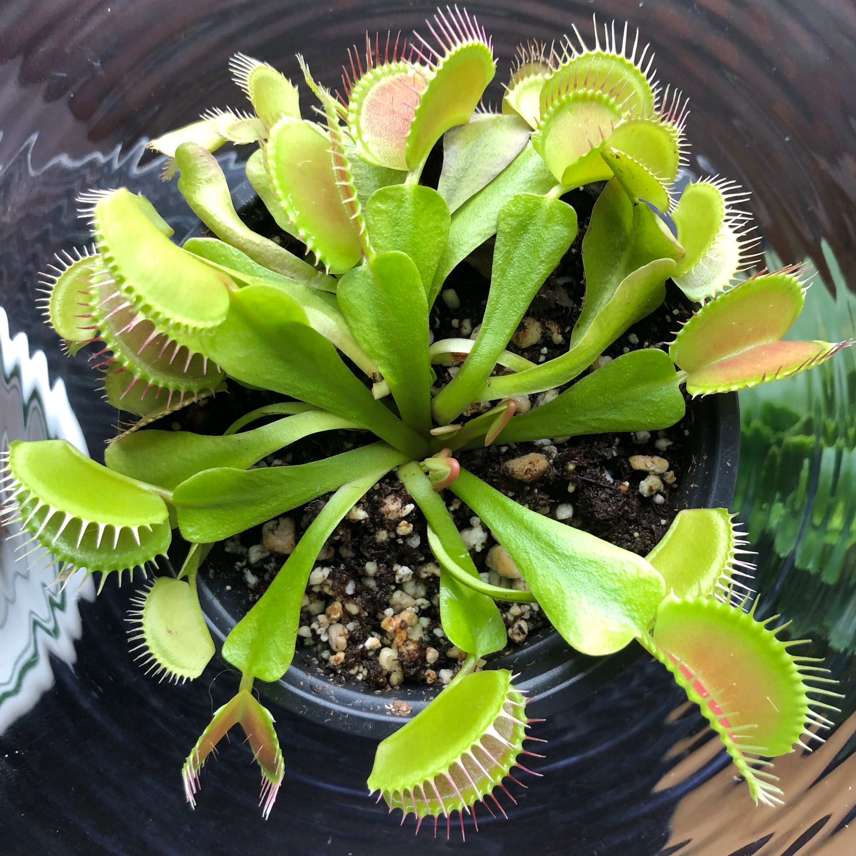 Why Are My Venus Fly Trap Leaves Droopy? 🪰