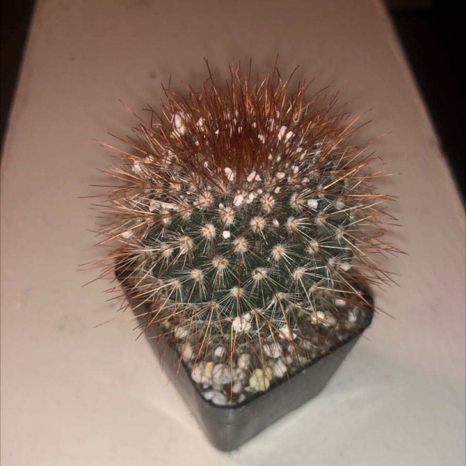 Common Mat Daisy Plant Care: Water, Light, Nutrients | Greg App 🌱