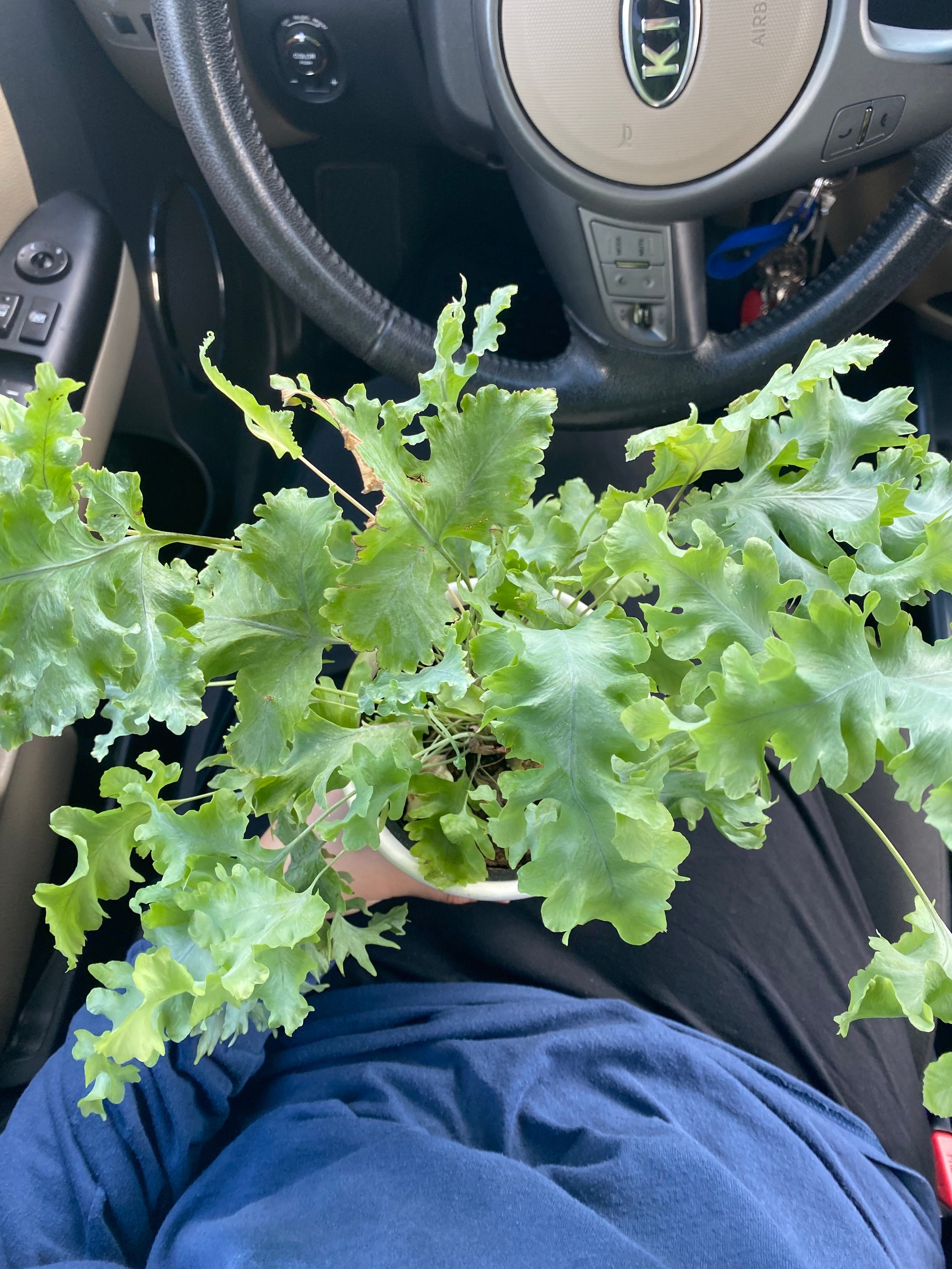 Phlebodium 'Davana' Care 101: Water, Light & Growing Tips