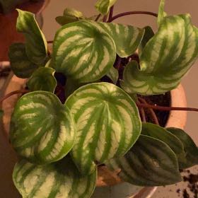 Huckleberry Fern | A plant by @ExecBeachrose on Greg