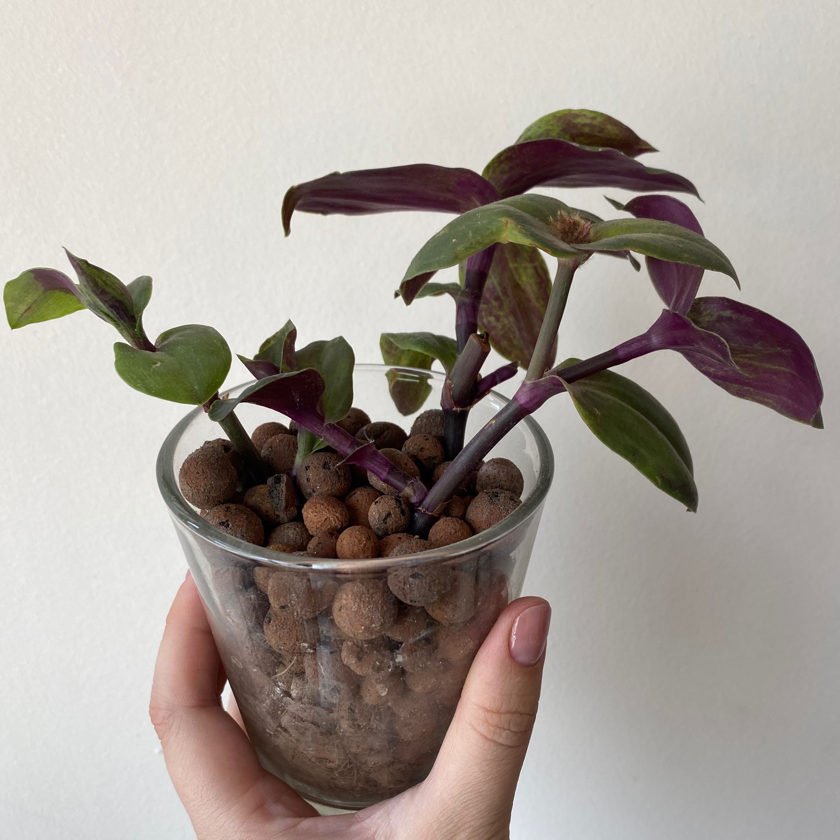 Personalized Pale Puma Care: Water, Light, Nutrients | Greg App