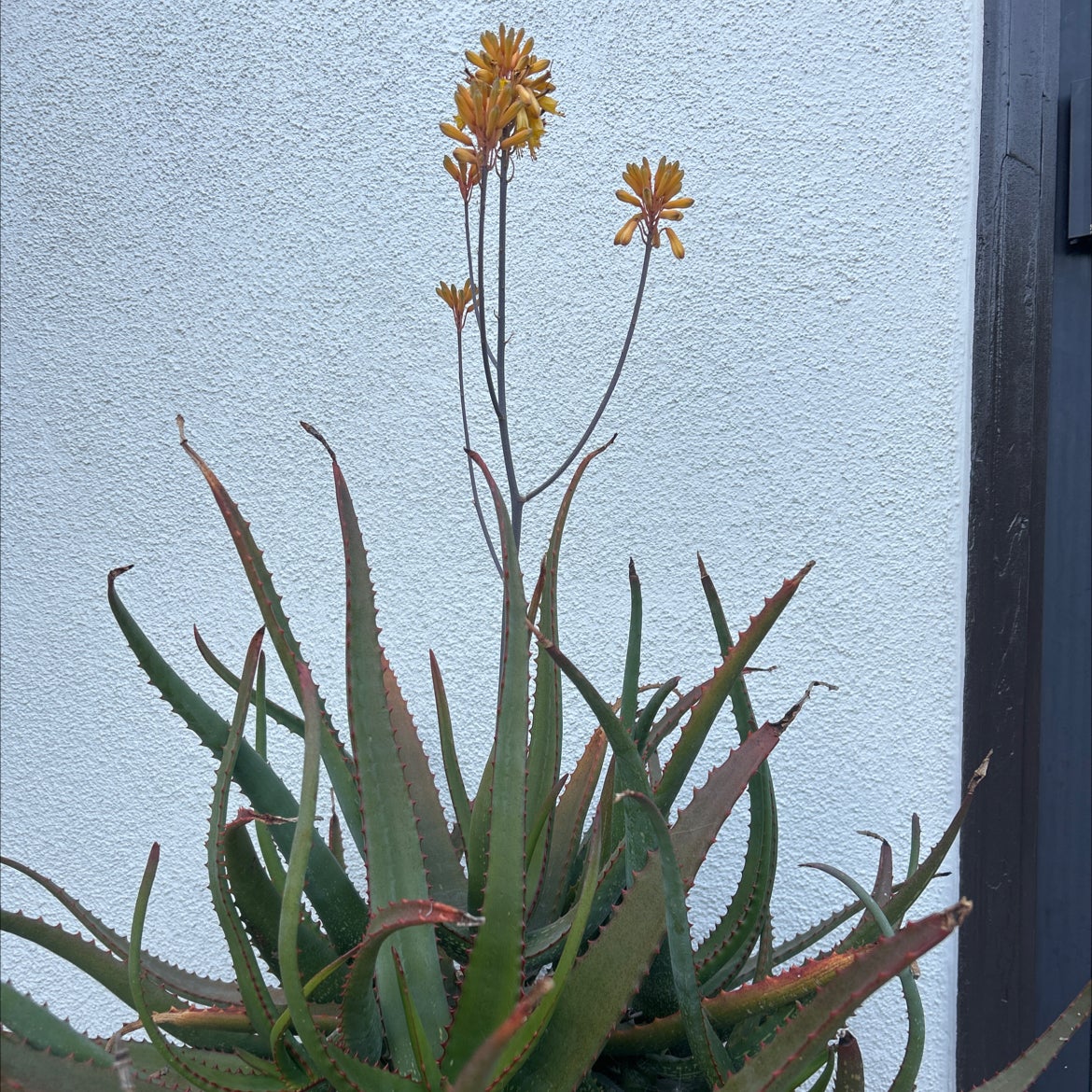 Yellow Nubian Aloe Plant Care: Water, Light, Nutrients | Greg App 🌱