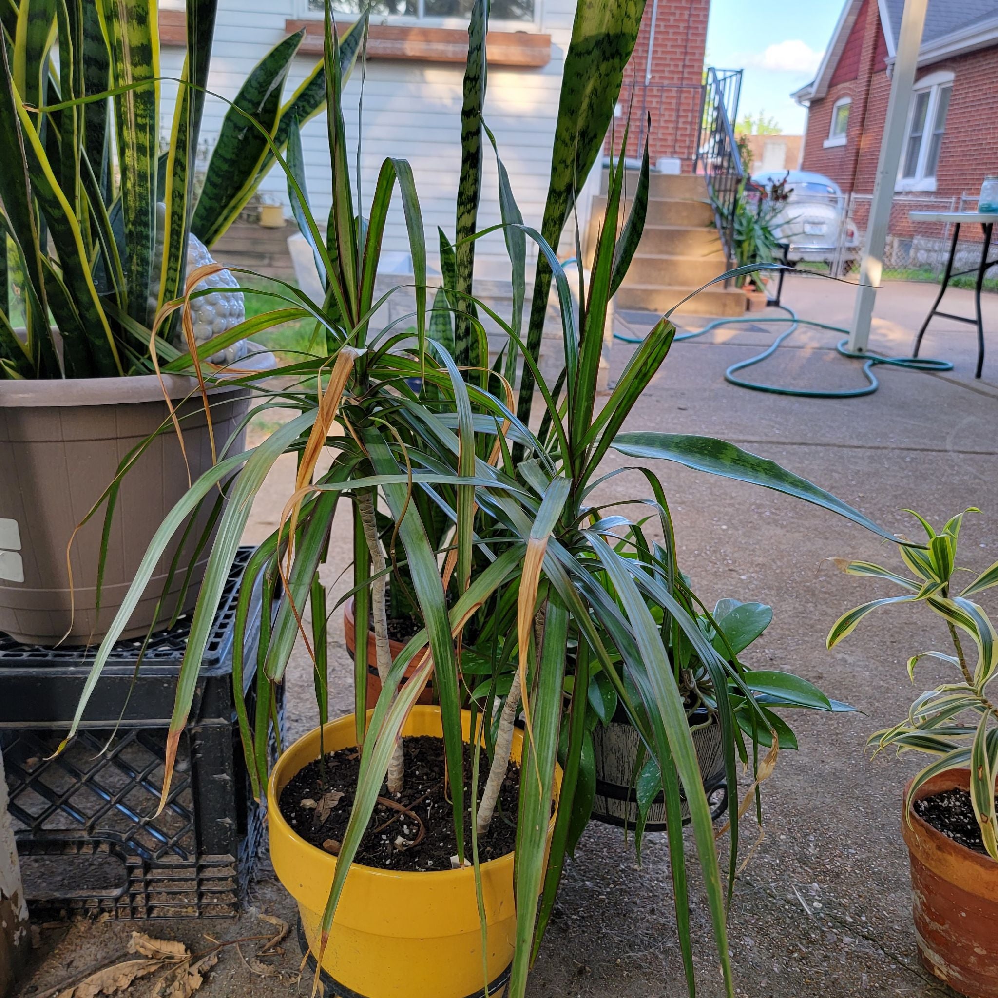 Diagnosing dracaena marginata 'bicolor' root rot