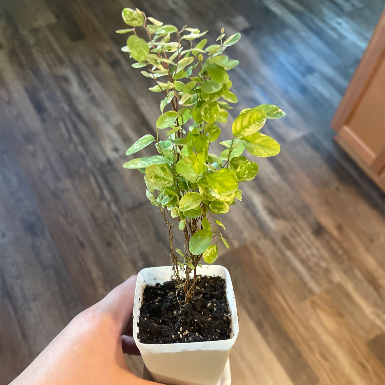 🐛 What To Do About Bugs on My Brenia Snowbush?