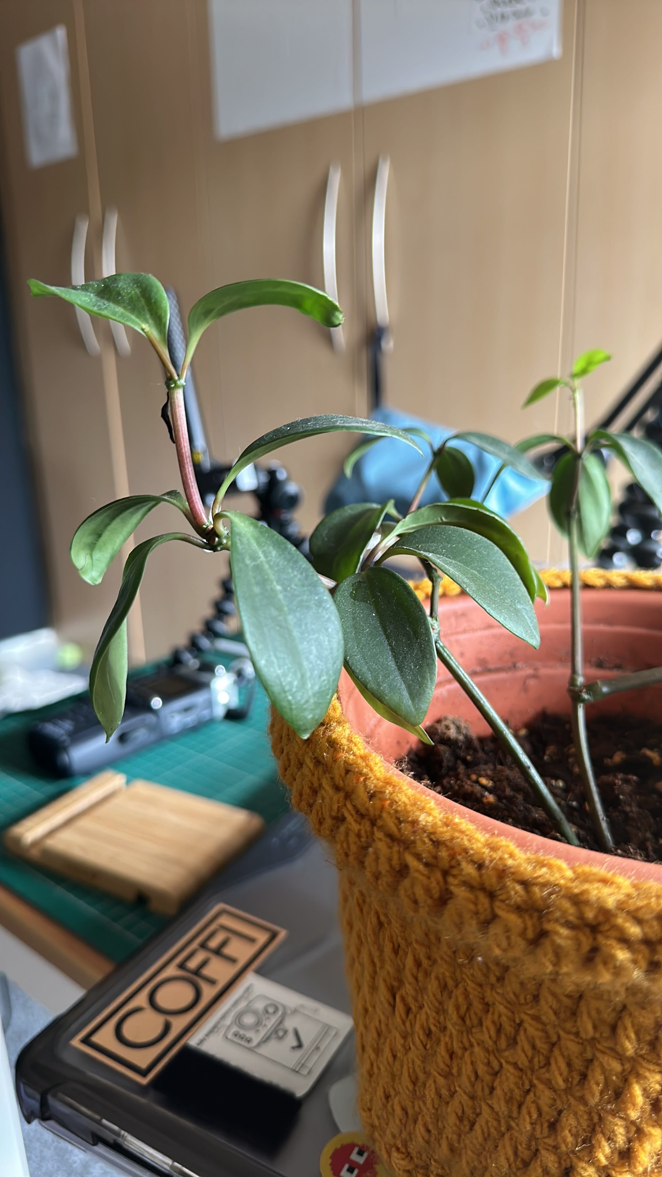 Black Spots on My Radiator Plant Leaves