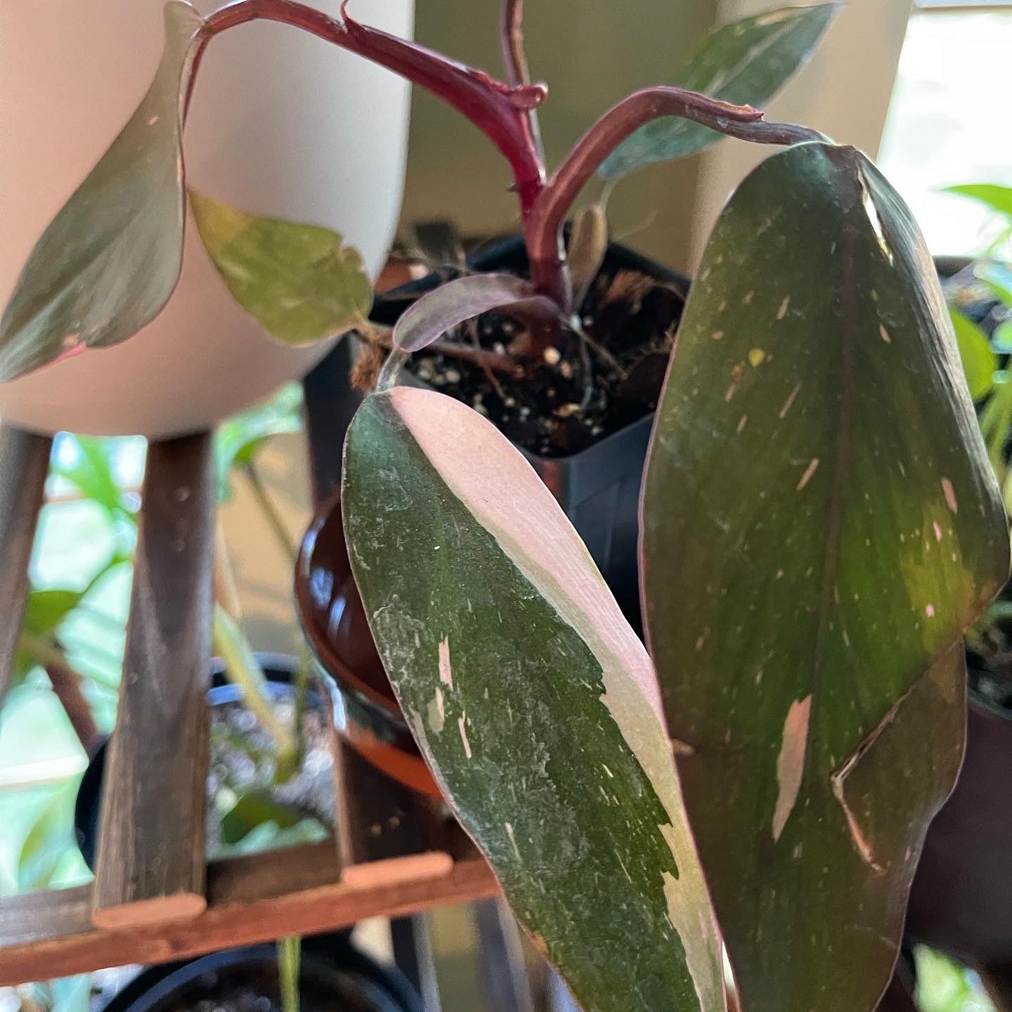 Why Are My Pink Princess Philodendron Leaves Turning Yellow? 🍂
